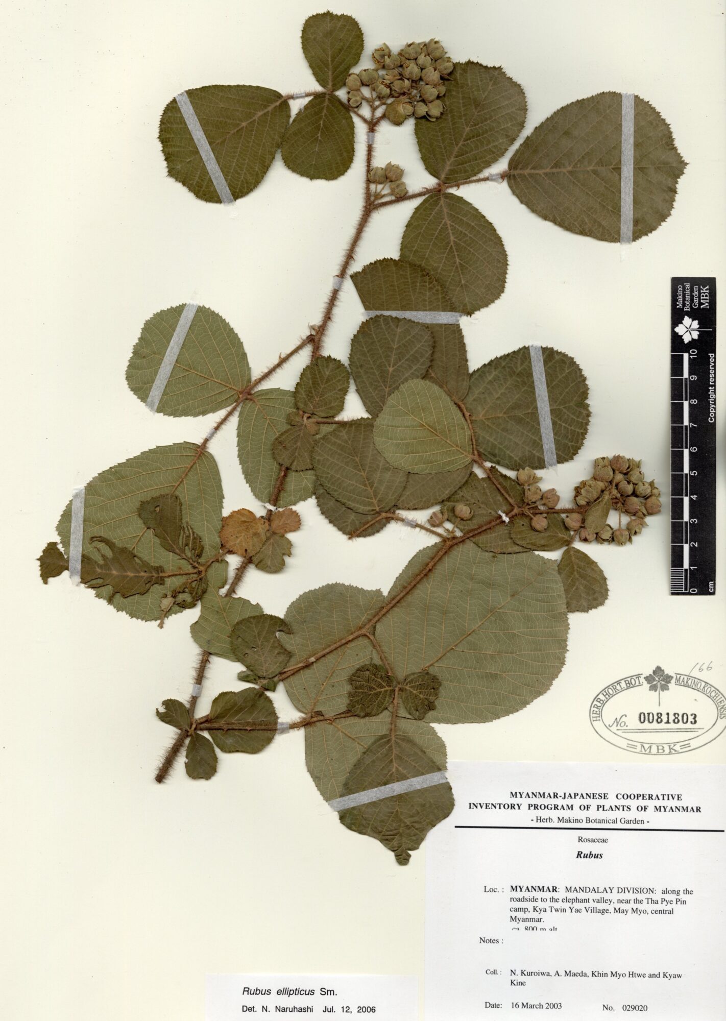 Rubus ellipticus Sm. | Myanmar Vascular Plants Database