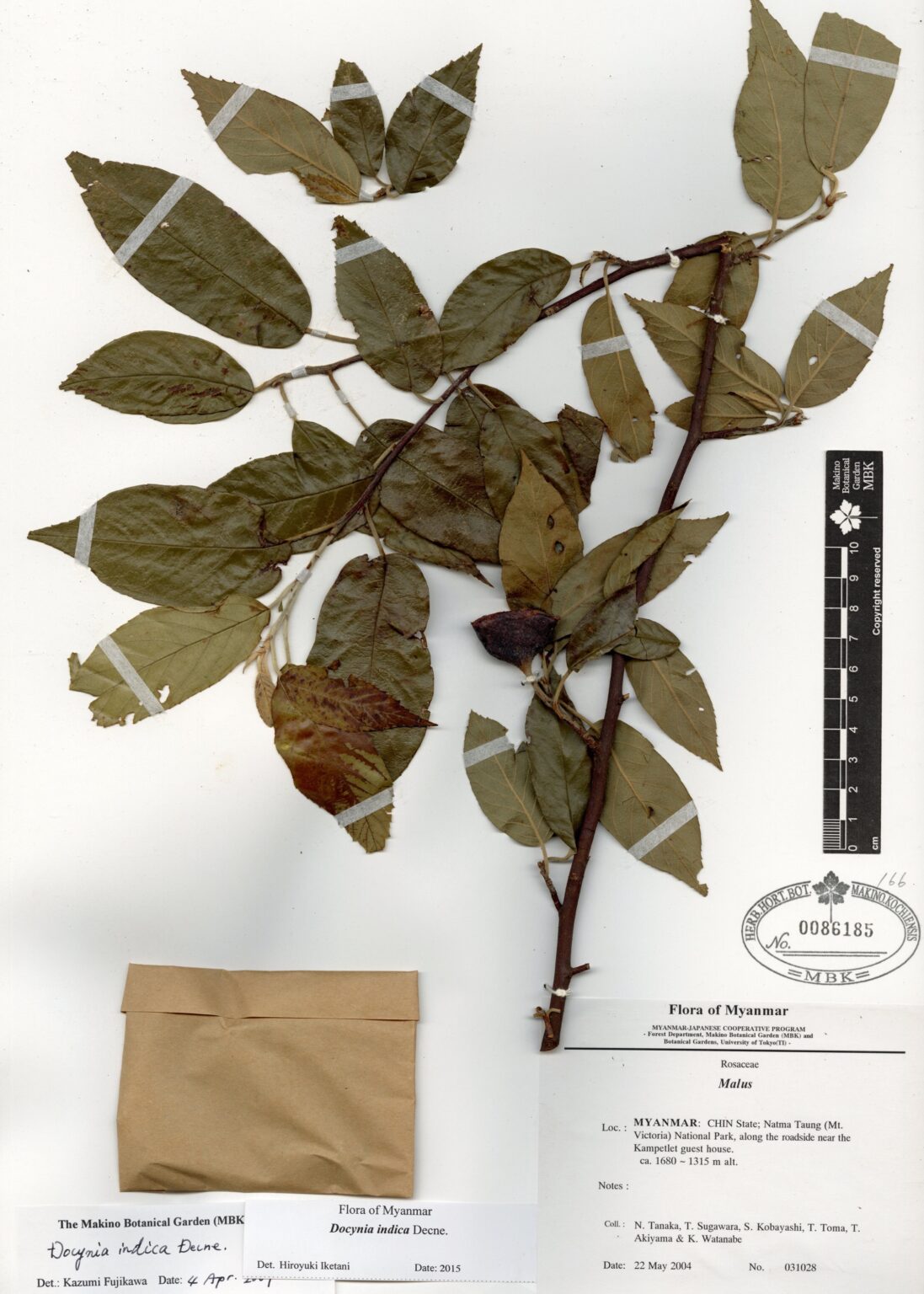 Docynia indica Decne. | Myanmar Vascular Plants Database