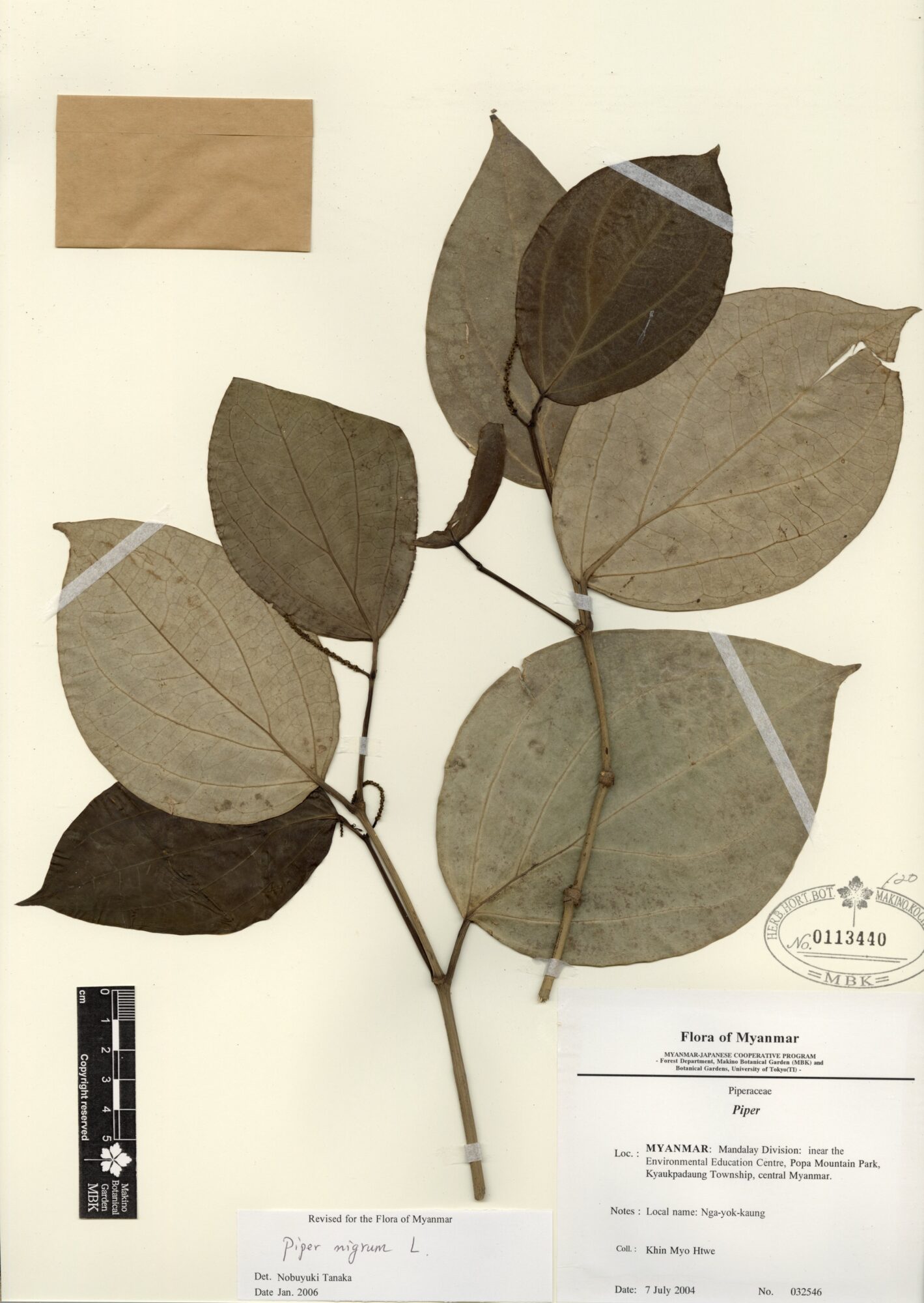 Piper nigrum L. | Myanmar Vascular Plants Database
