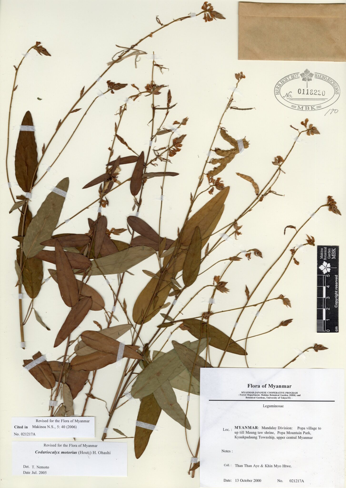 Codariocalyx motorius (Houtt.) H. Ohashi | Myanmar Vascular Plants Database