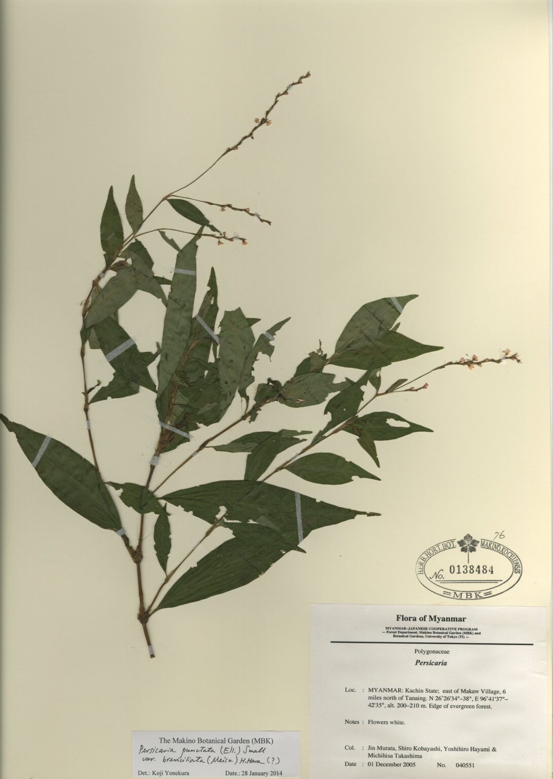 Persicaria punctata (Ell.) Small var. breviciliata (Meisn.) H. Hara ...