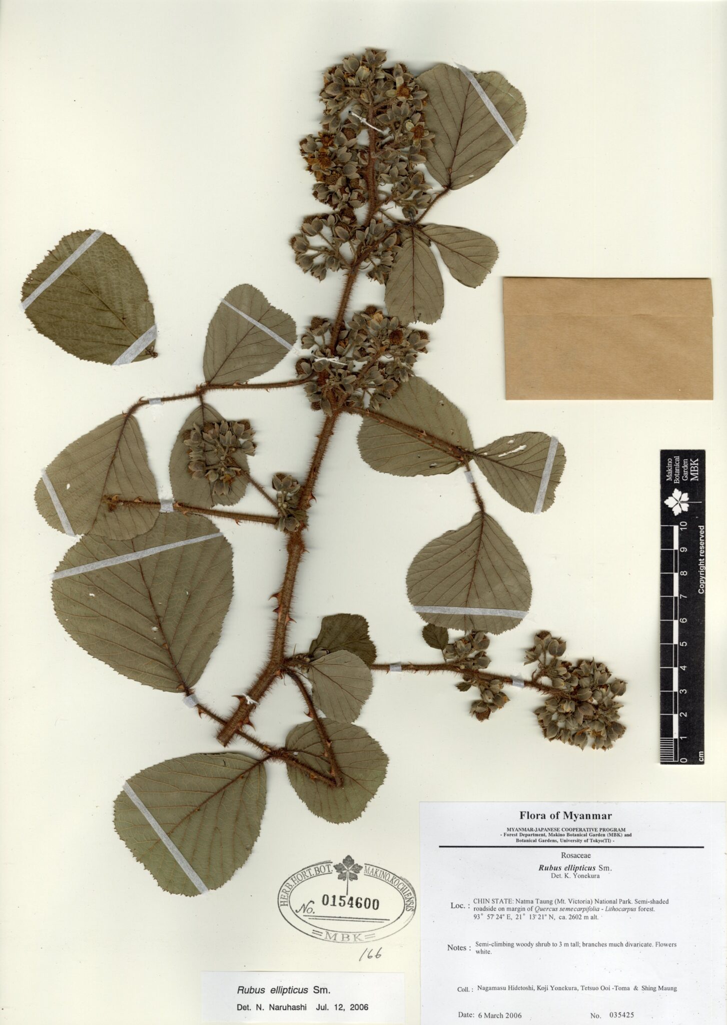 Rubus ellipticus Sm. | Myanmar Vascular Plants Database