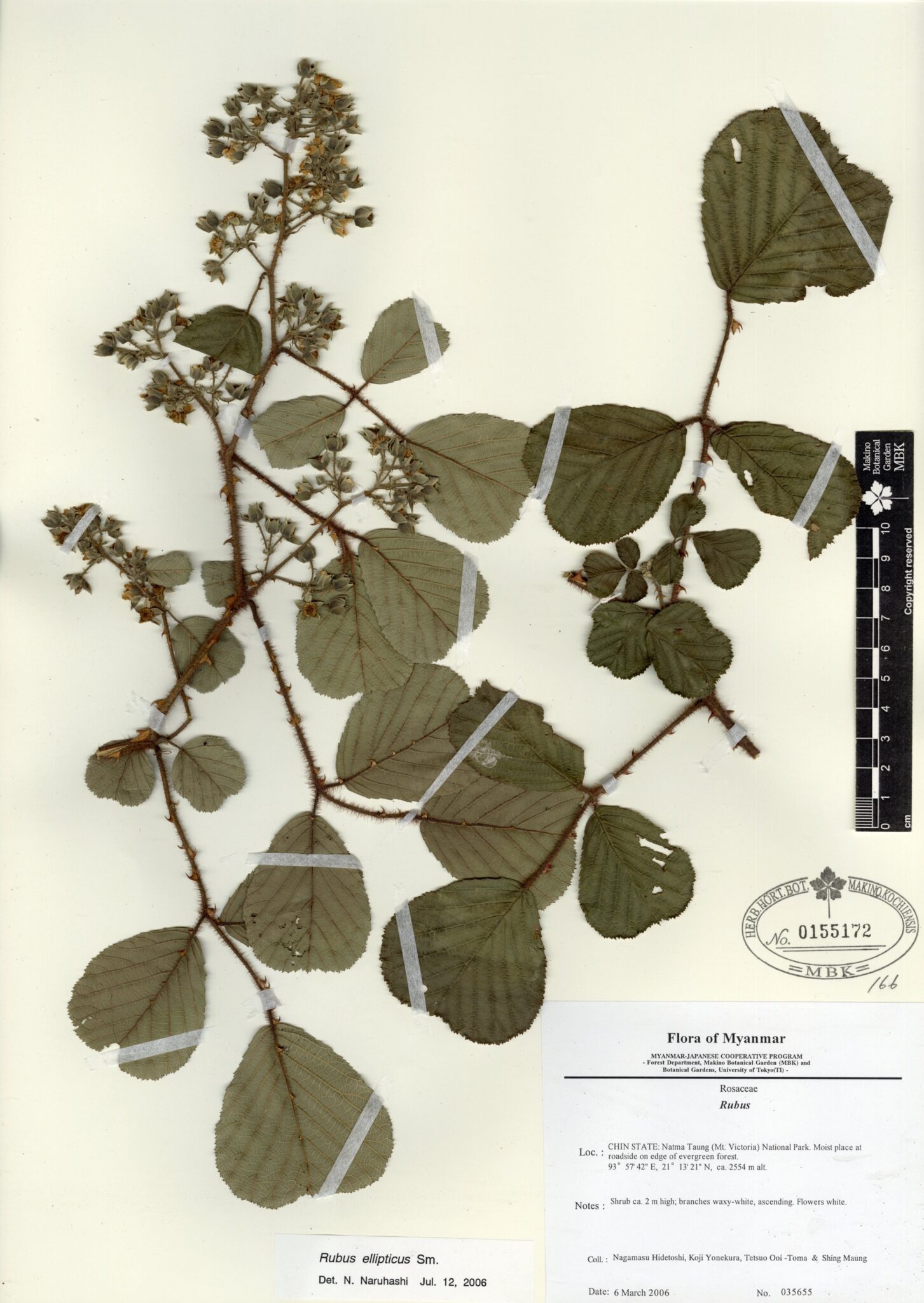 Rubus ellipticus Sm. | Myanmar Vascular Plants Database