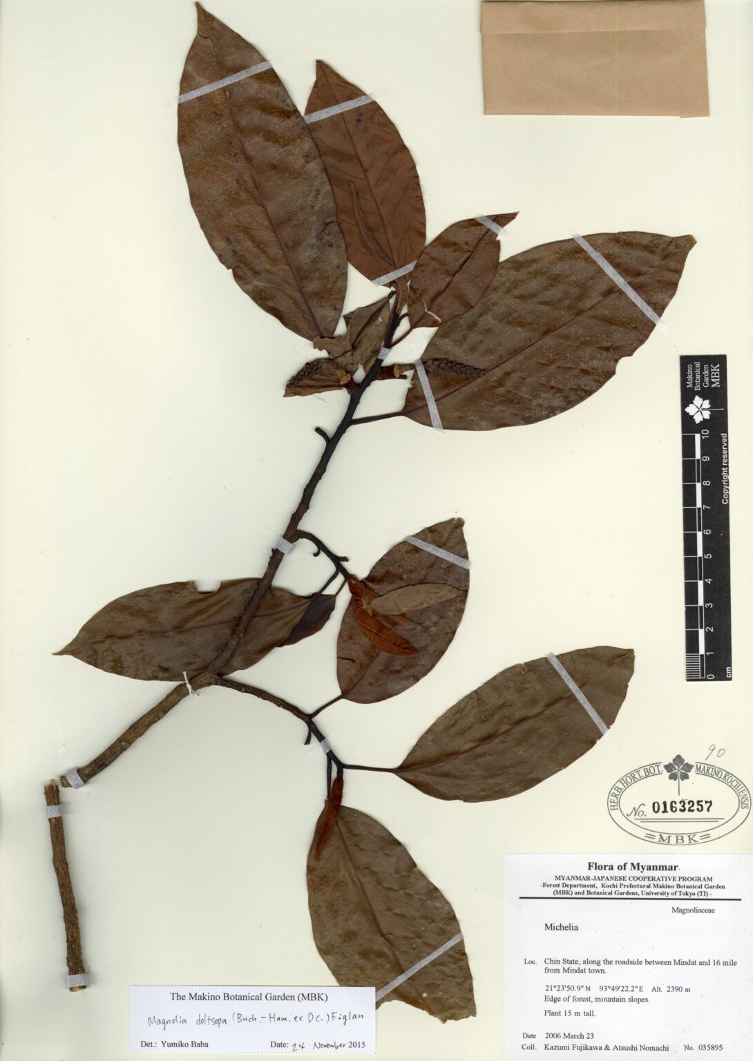 Magnolia doltsopa (Buch.-Ham. ex DC.) Figlar | Myanmar Vascular Plants ...