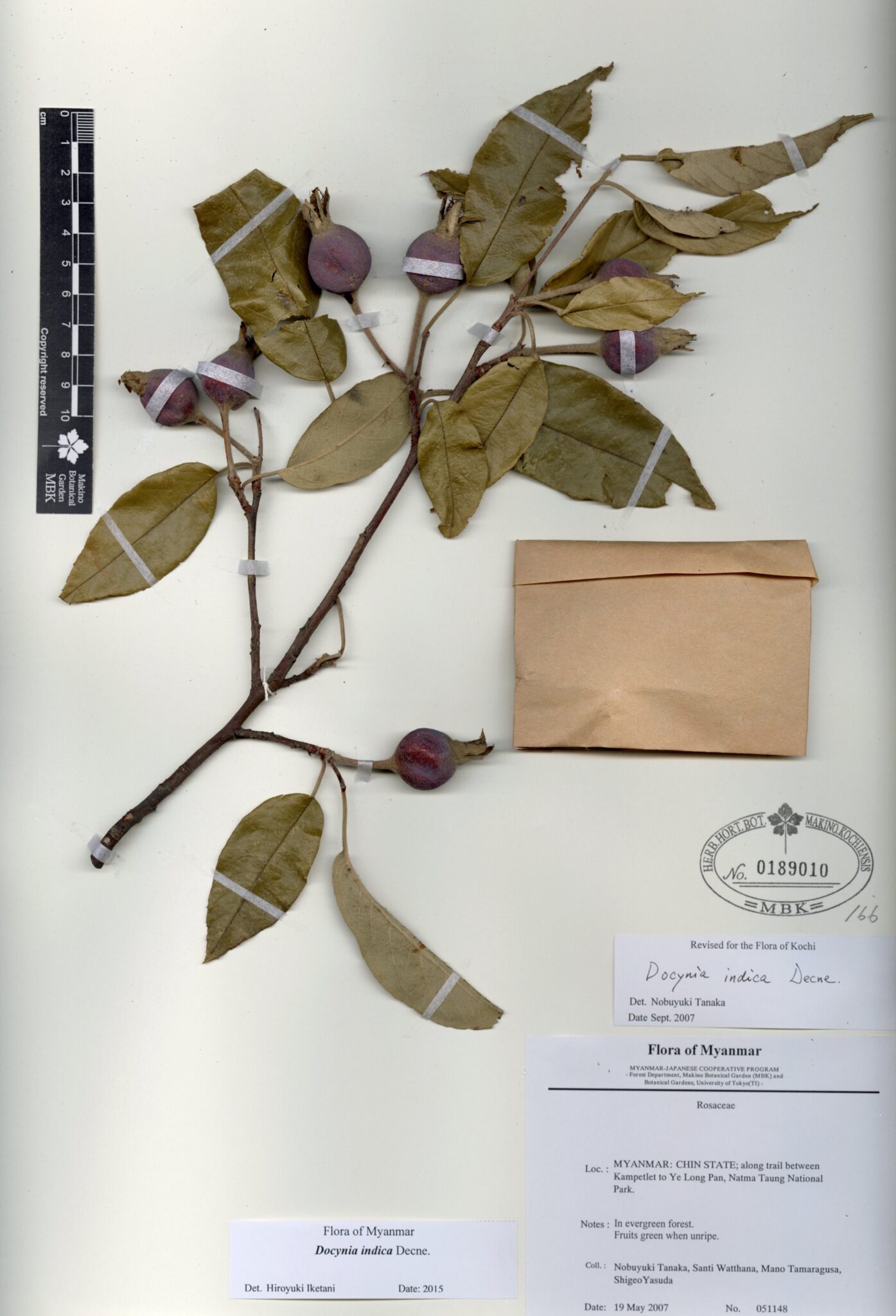 Docynia indica Decne. | Myanmar Vascular Plants Database