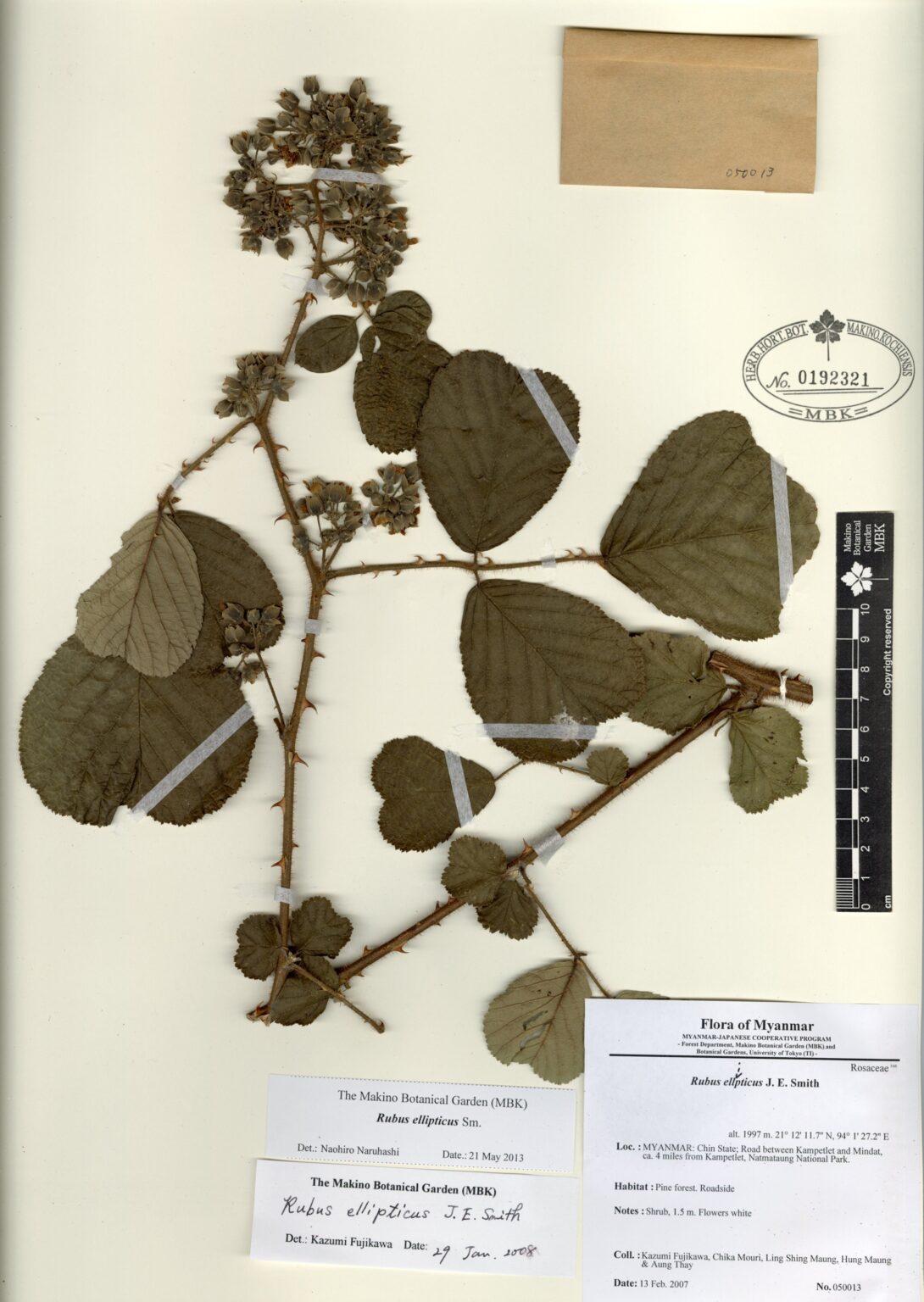 Rubus ellipticus Sm. | Myanmar Vascular Plants Database