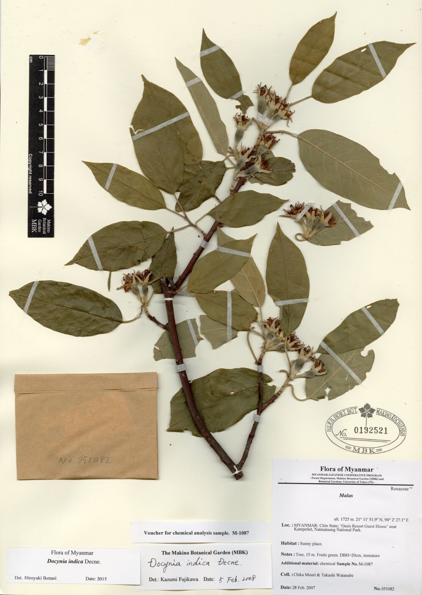 Docynia indica Decne. | Myanmar Vascular Plants Database