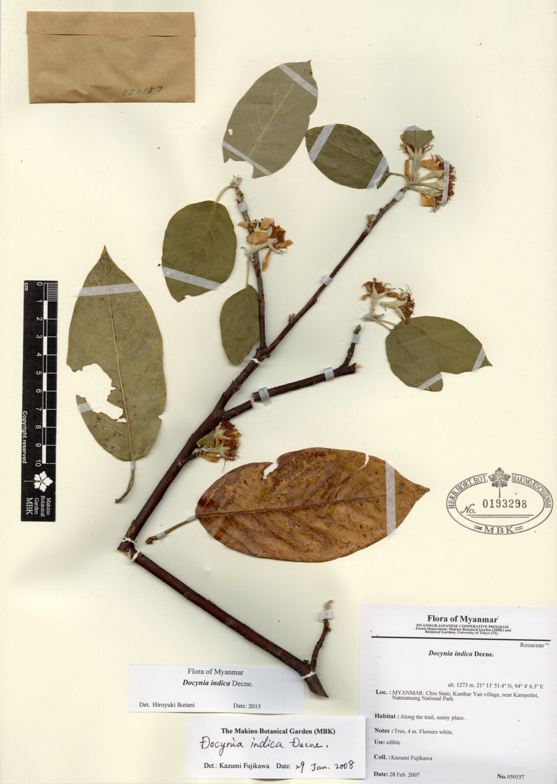 Docynia indica Decne. | Myanmar Vascular Plants Database