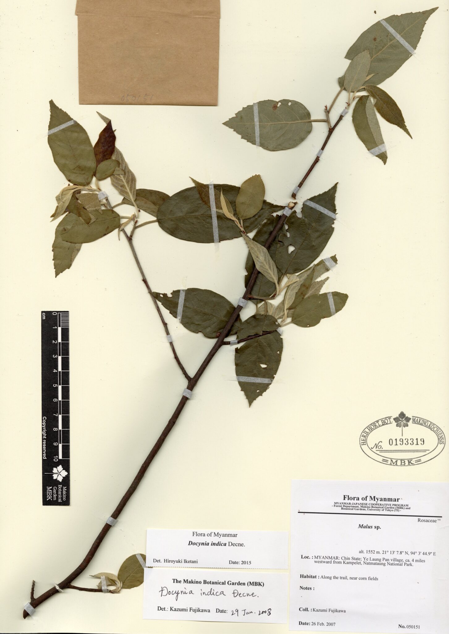 Docynia indica Decne. | Myanmar Vascular Plants Database