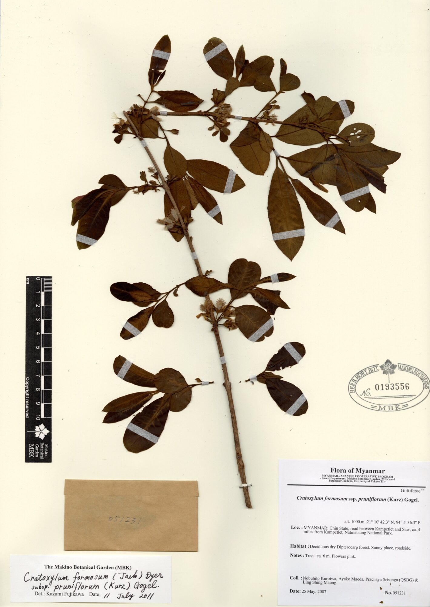 Cratoxylum formosum (Jack) Benth. et Hook. f. ex Dyer ssp. pruniflorum ...