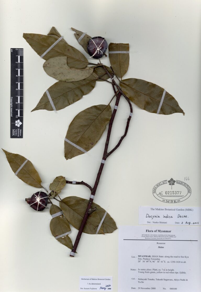 Docynia indica Decne. | Myanmar Vascular Plants Database