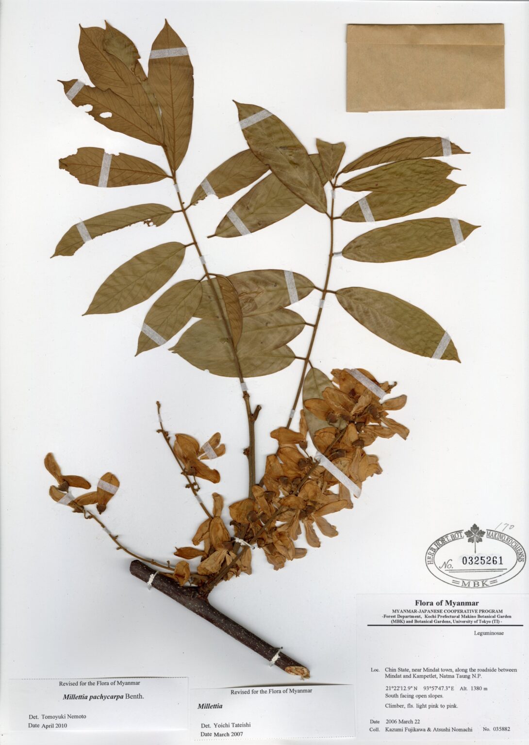 Millettia extensa Benth. ex Baker | Myanmar Vascular Plants Database