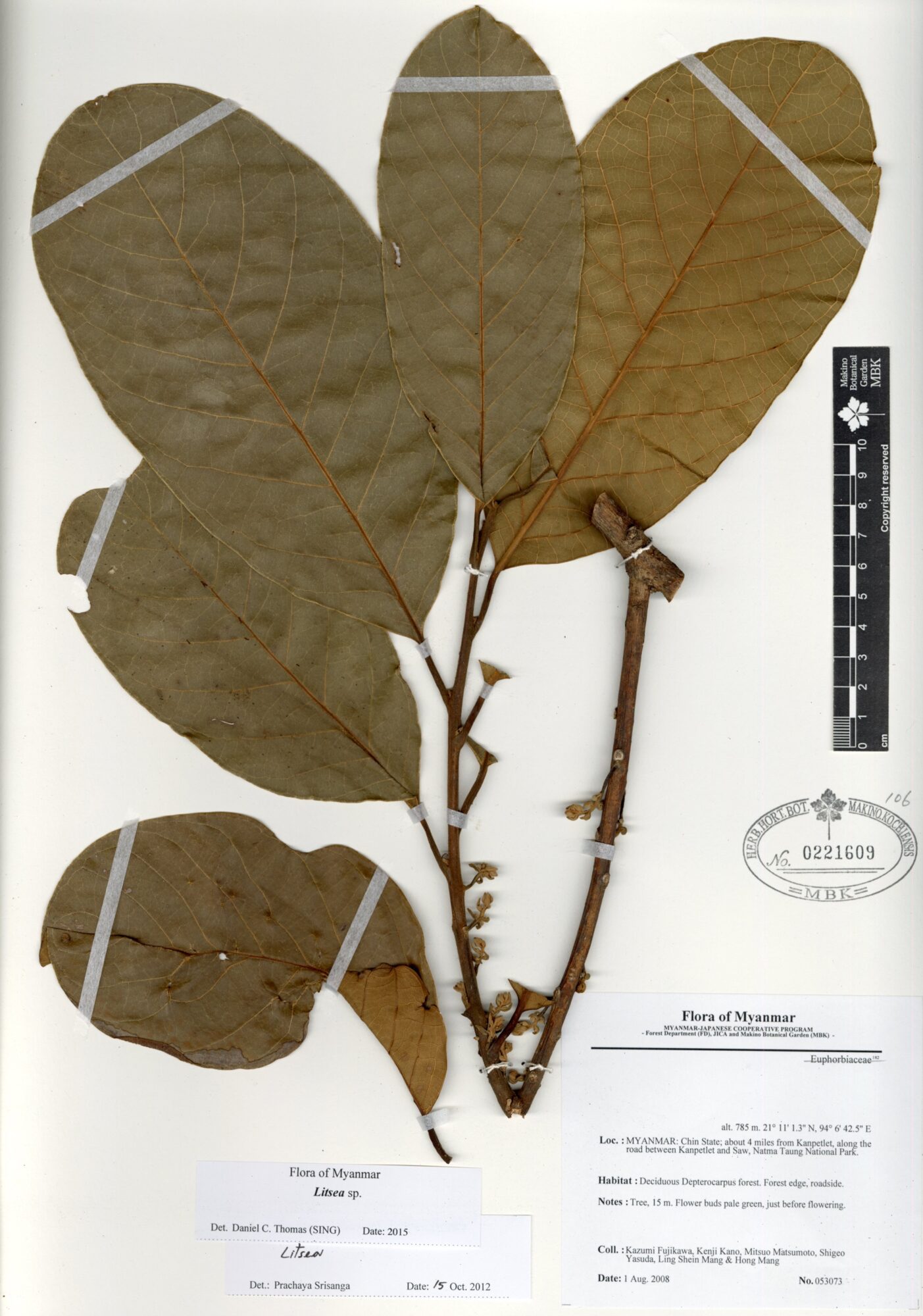 Litsea sp. | Myanmar Vascular Plants Database