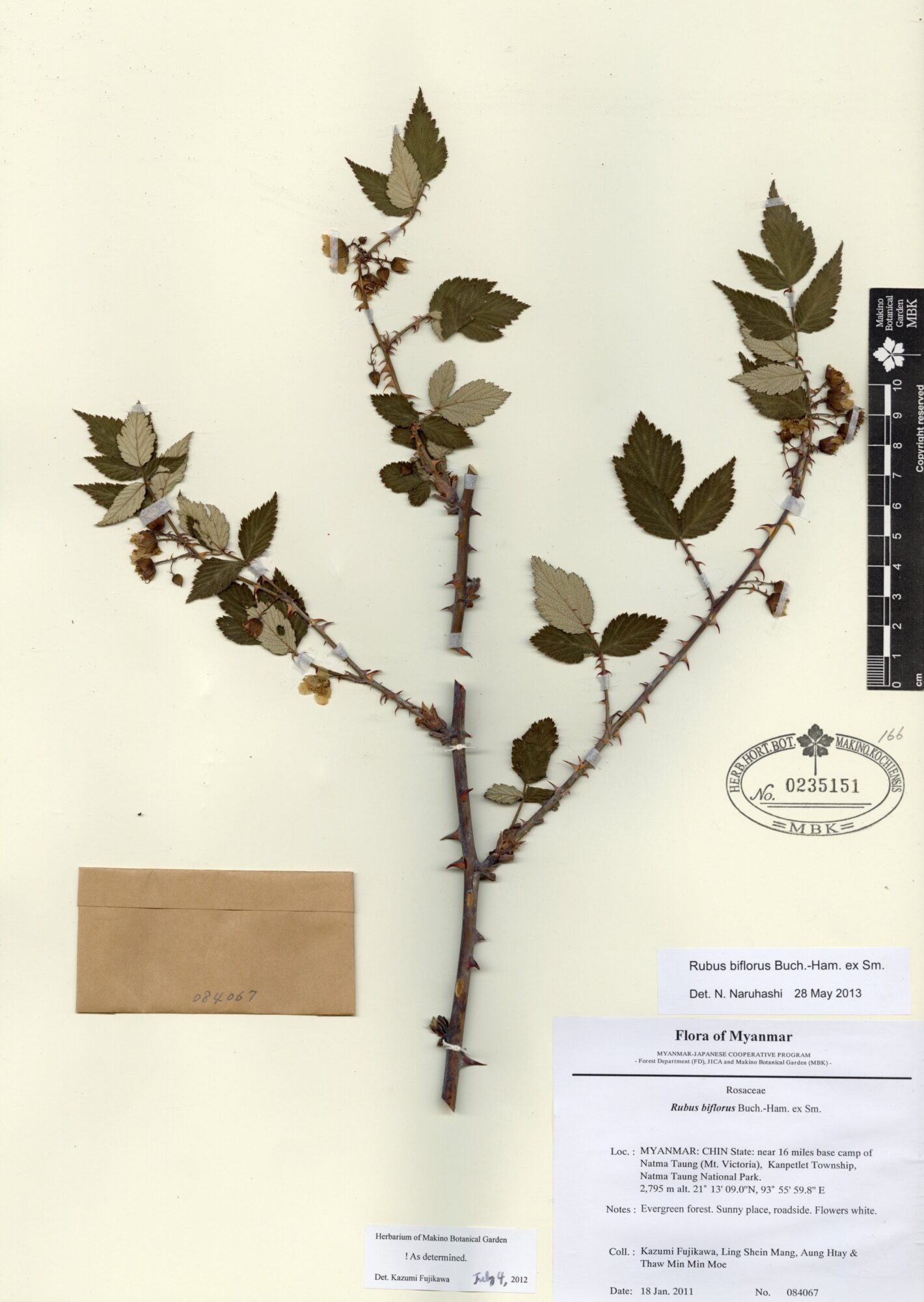 Rubus biflorus Buch.-Ham. ex Sm. | Myanmar Vascular Plants Database