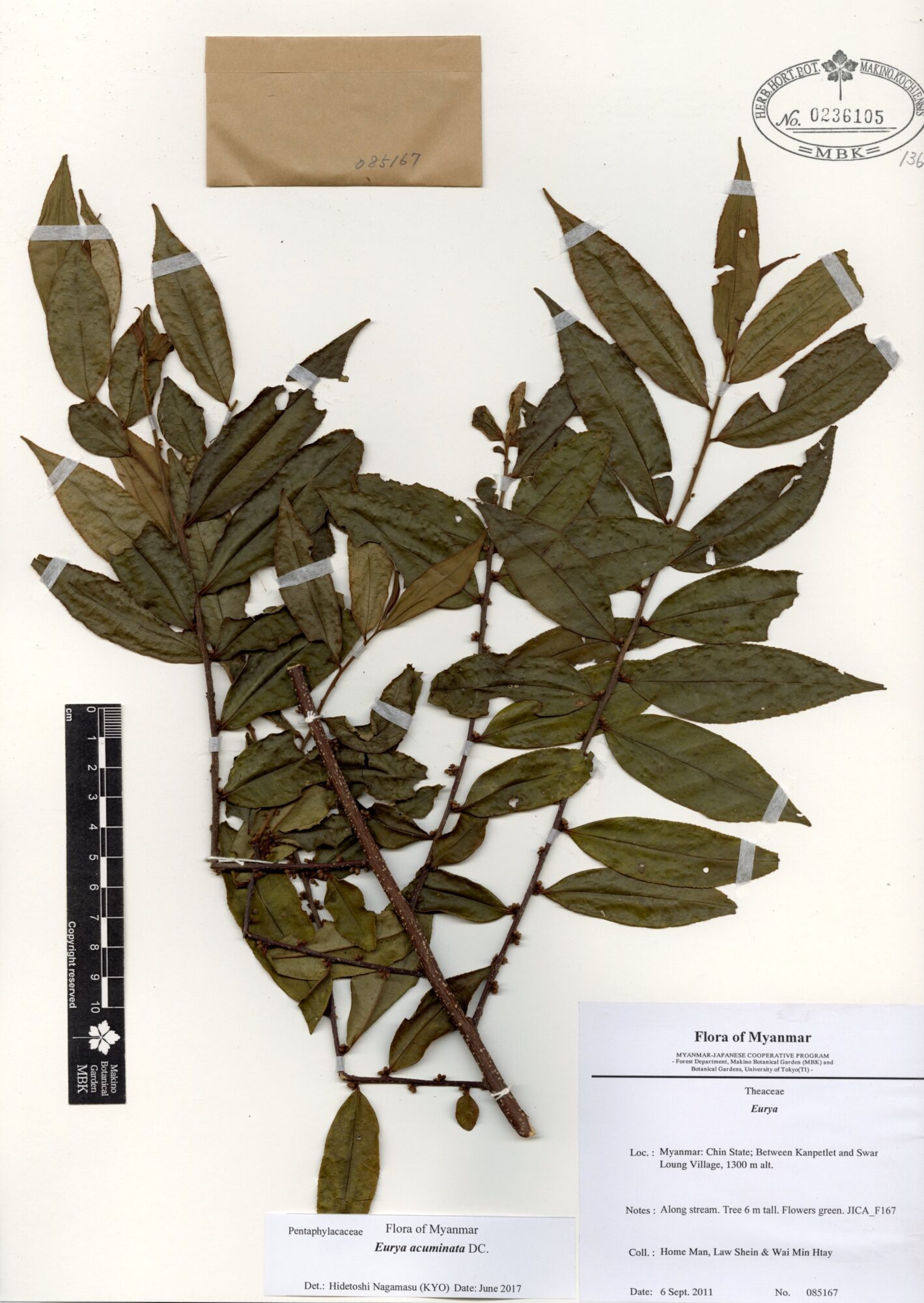 Eurya acuminata DC. | Myanmar Vascular Plants Database