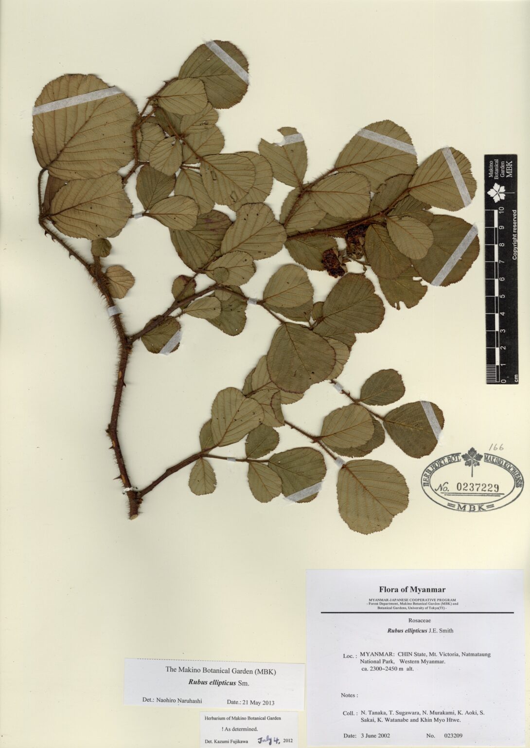 Rubus ellipticus Sm. | Myanmar Vascular Plants Database