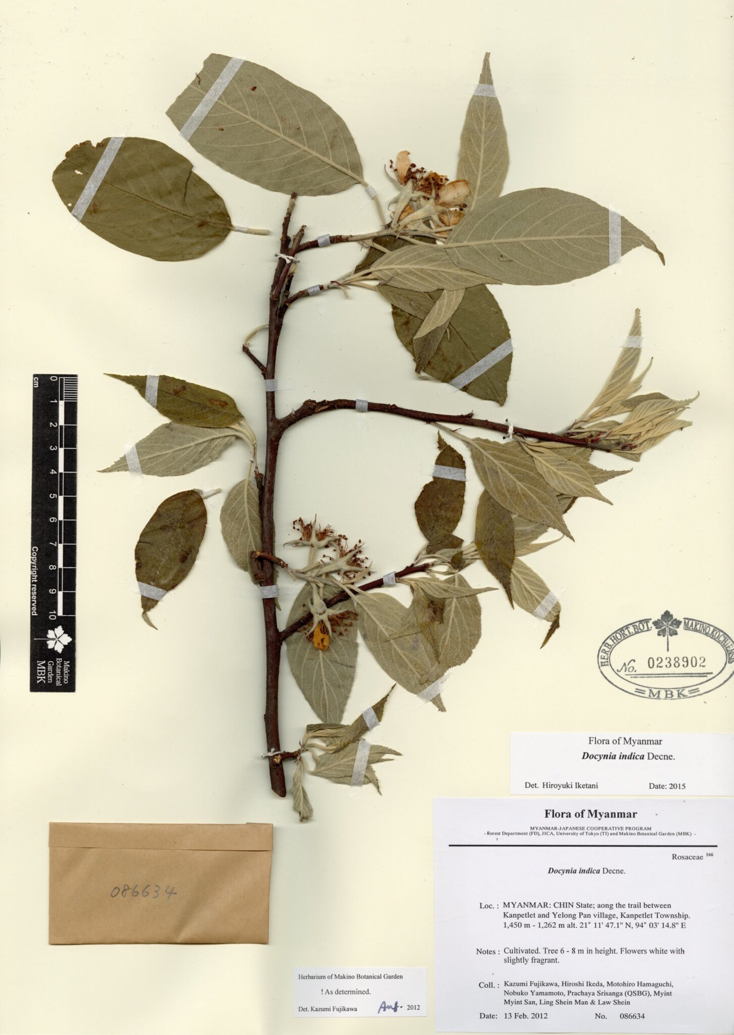 Docynia indica Decne. | Myanmar Vascular Plants Database