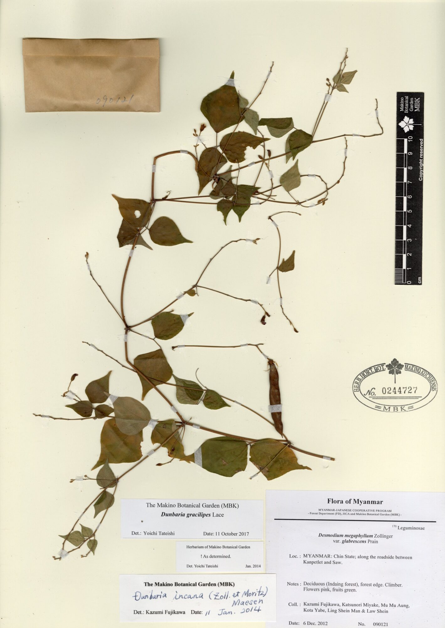 Dunbaria gracilipes Lace | Myanmar Vascular Plants Database