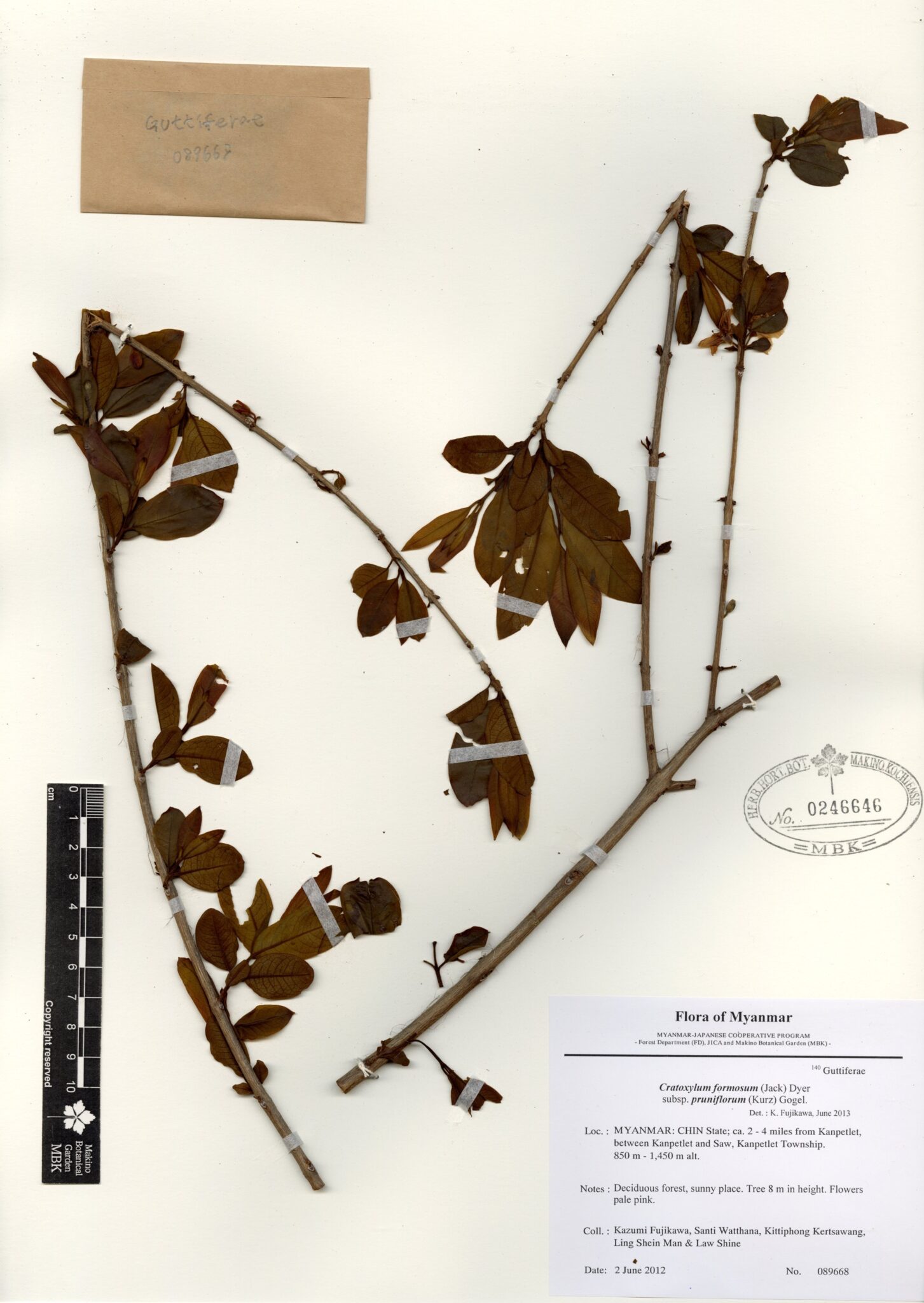 Cratoxylum formosum (Jack) Benth. et Hook. f. ex Dyer ssp. pruniflorum ...