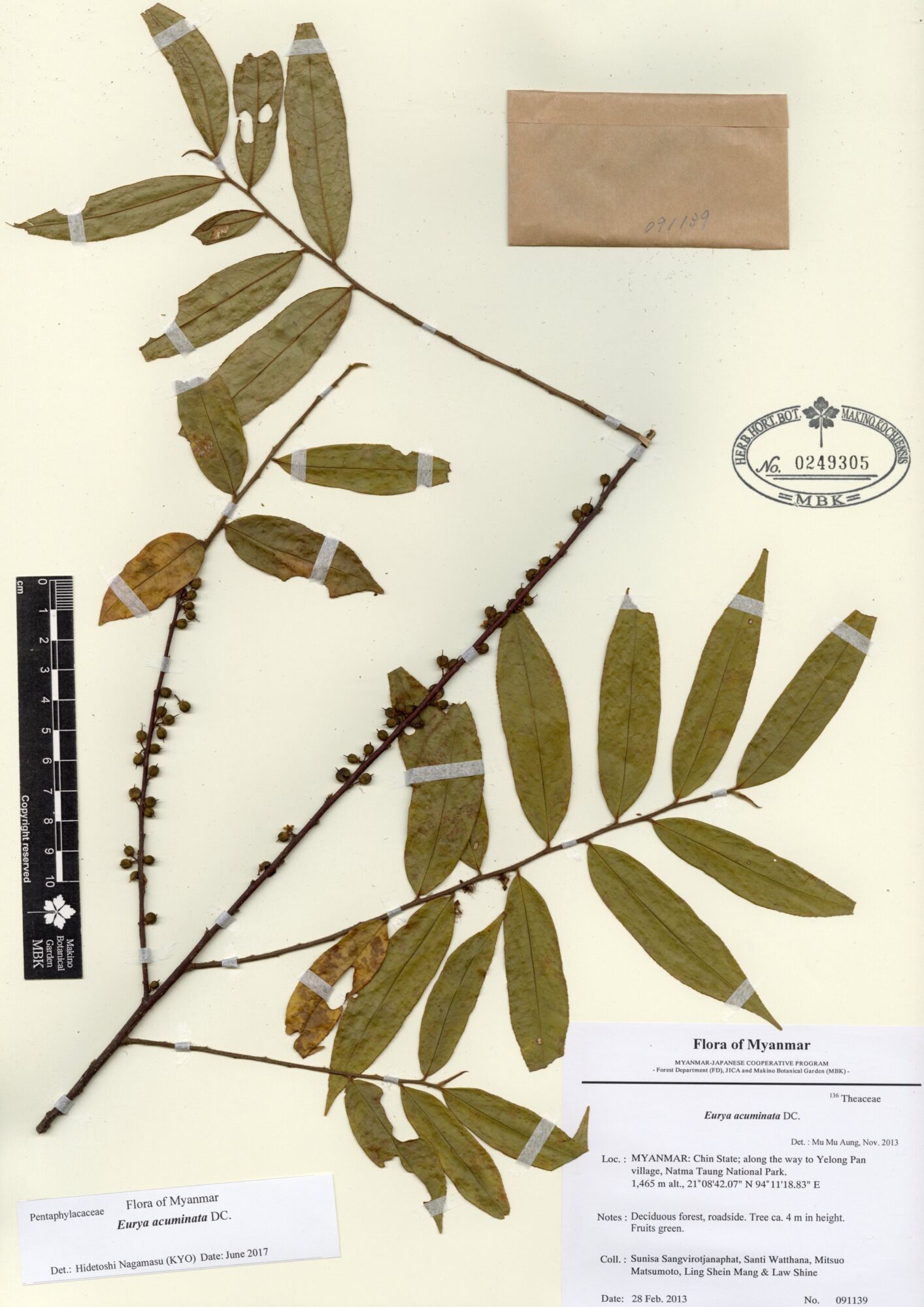 Eurya acuminata DC. | Myanmar Vascular Plants Database