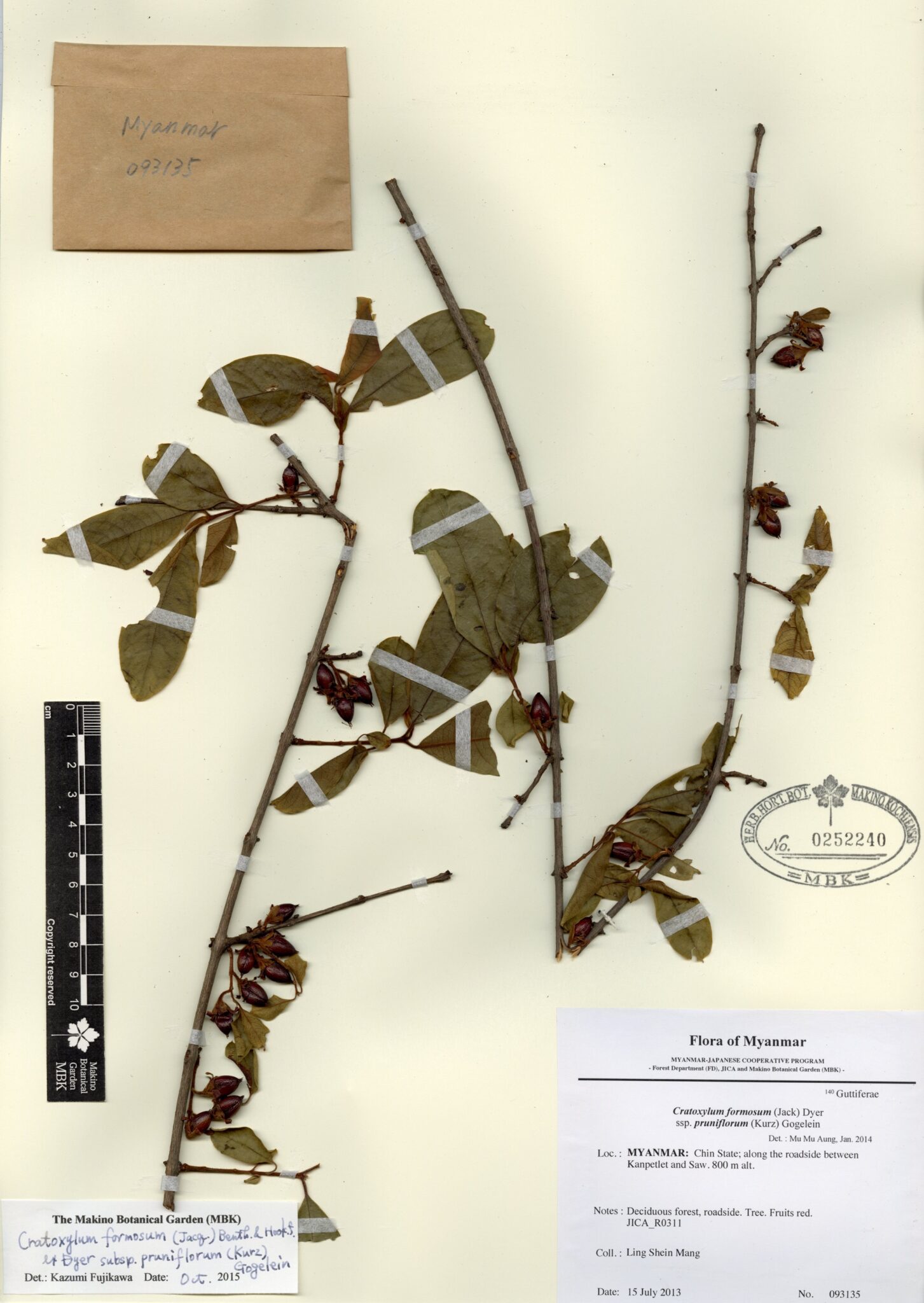 Cratoxylum formosum (Jack) Benth. et Hook. f. ex Dyer ssp. pruniflorum ...