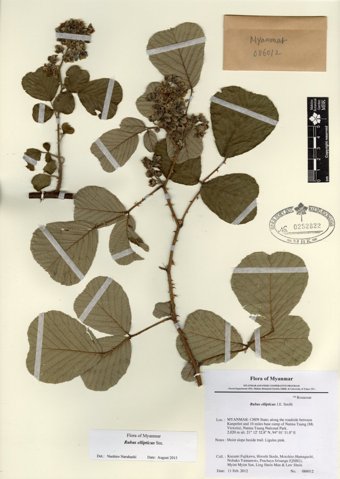 Rubus ellipticus Sm. | Myanmar Vascular Plants Database