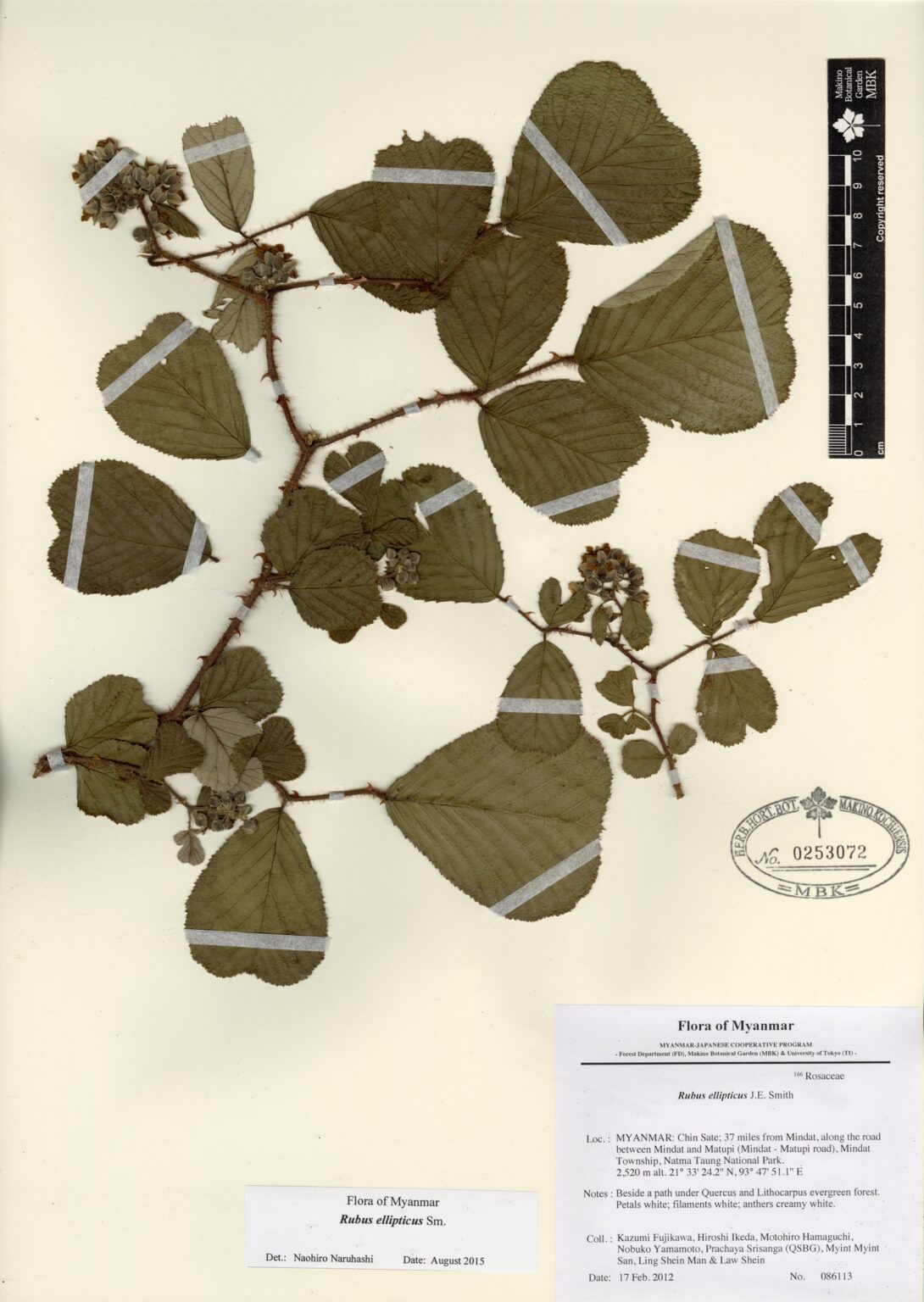 Rubus ellipticus Sm. | Myanmar Vascular Plants Database