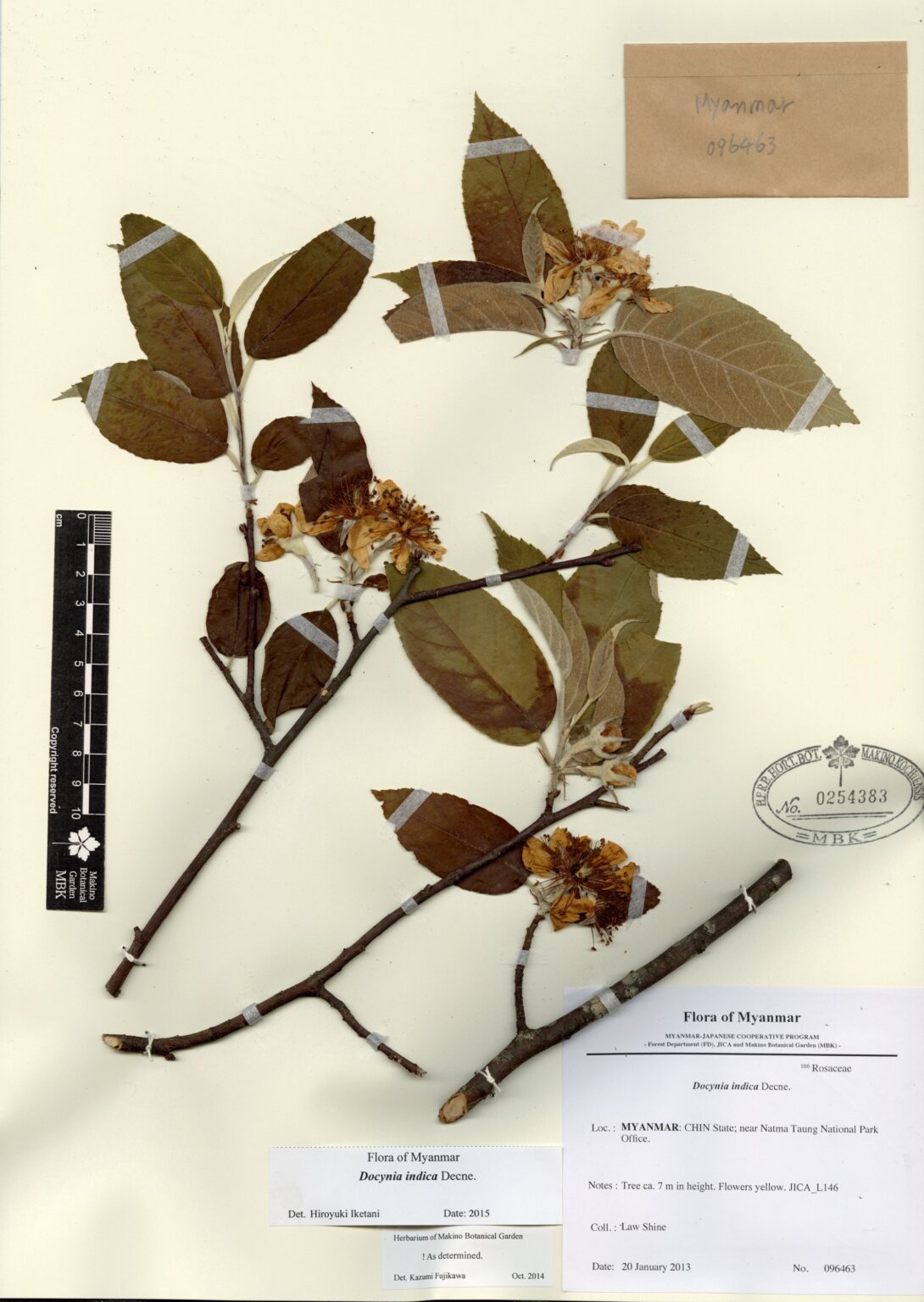 Docynia indica Decne. | Myanmar Vascular Plants Database