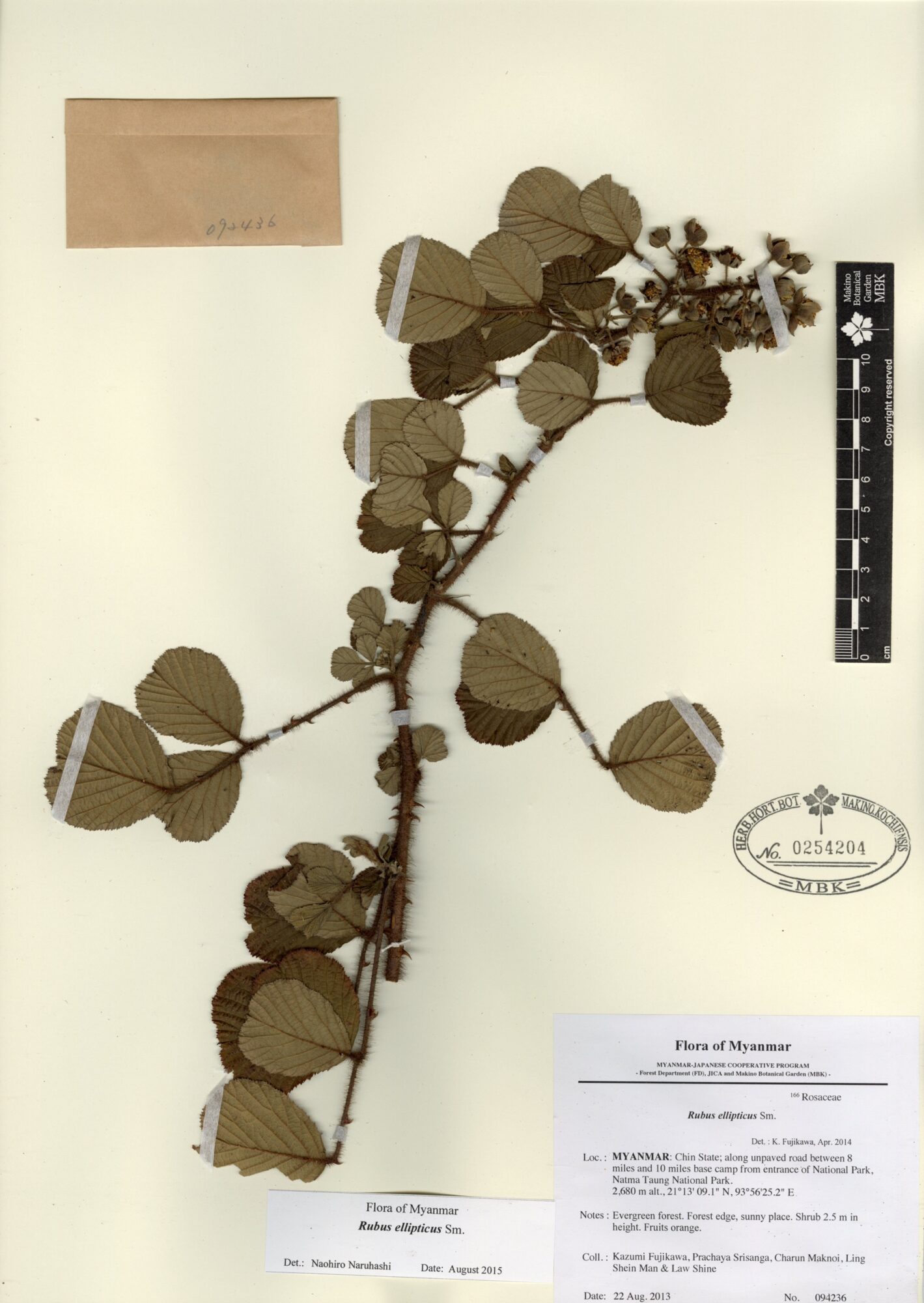 Rubus ellipticus Sm. | Myanmar Vascular Plants Database
