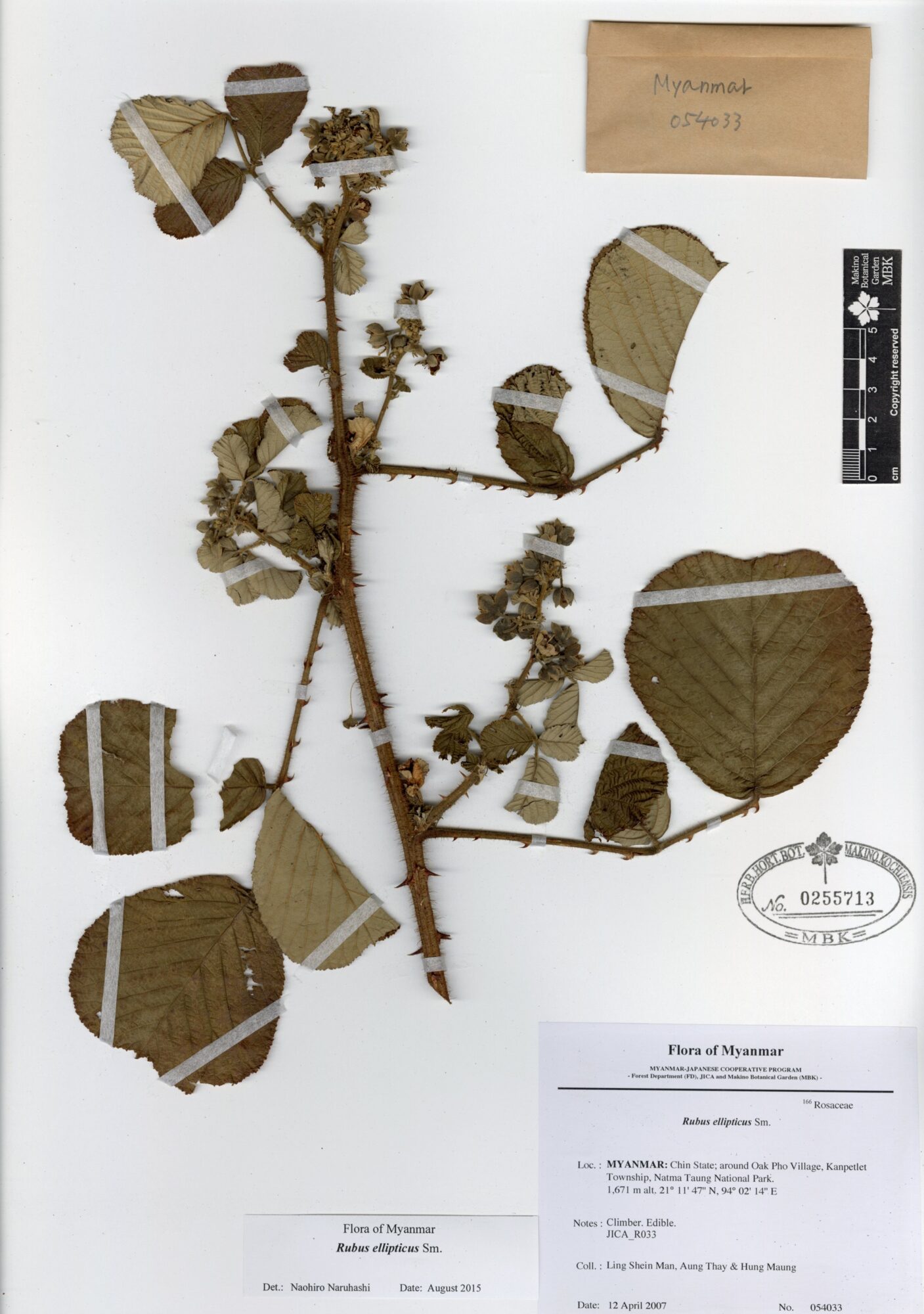 Rubus ellipticus Sm. | Myanmar Vascular Plants Database