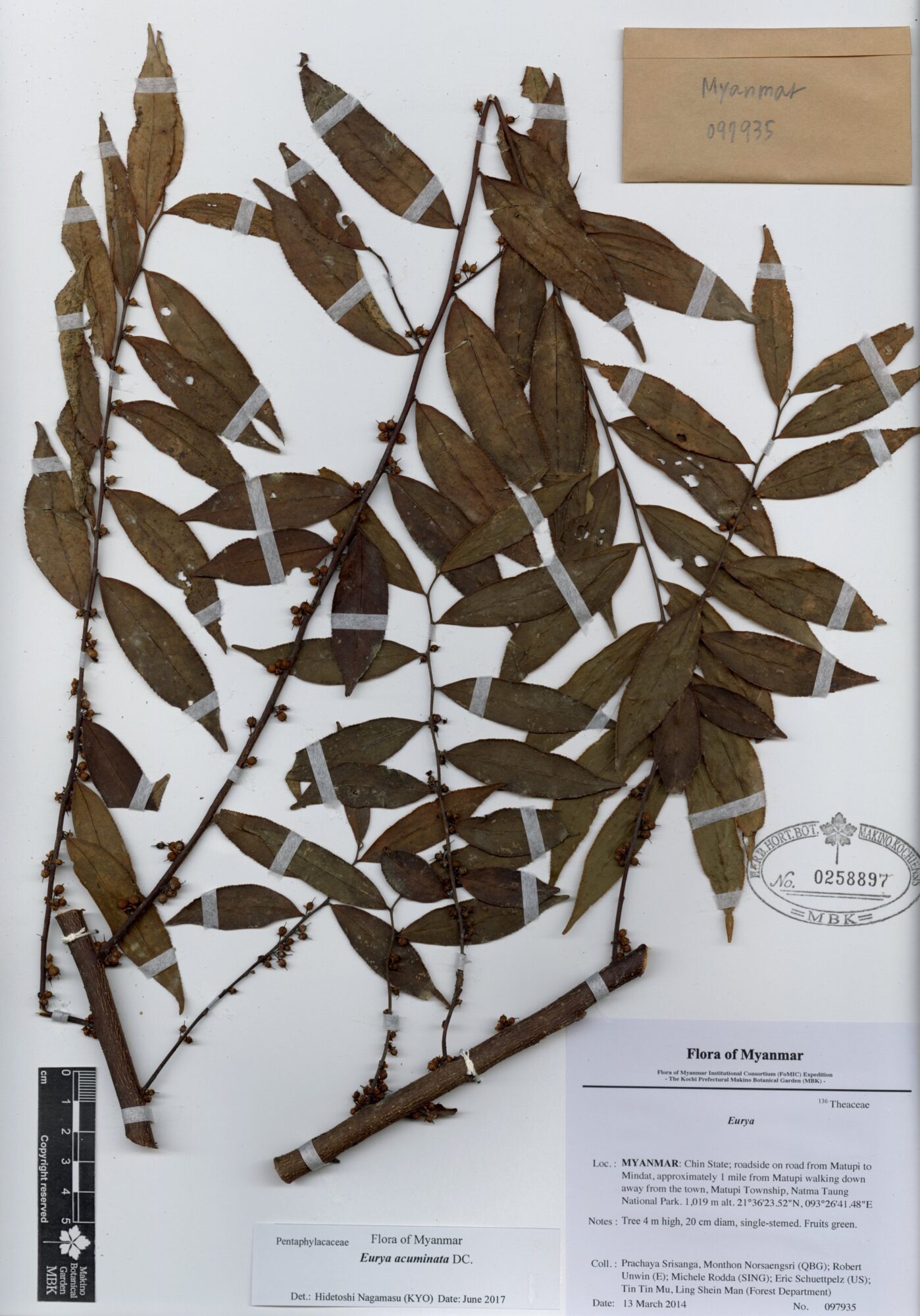 Eurya acuminata DC. | Myanmar Vascular Plants Database