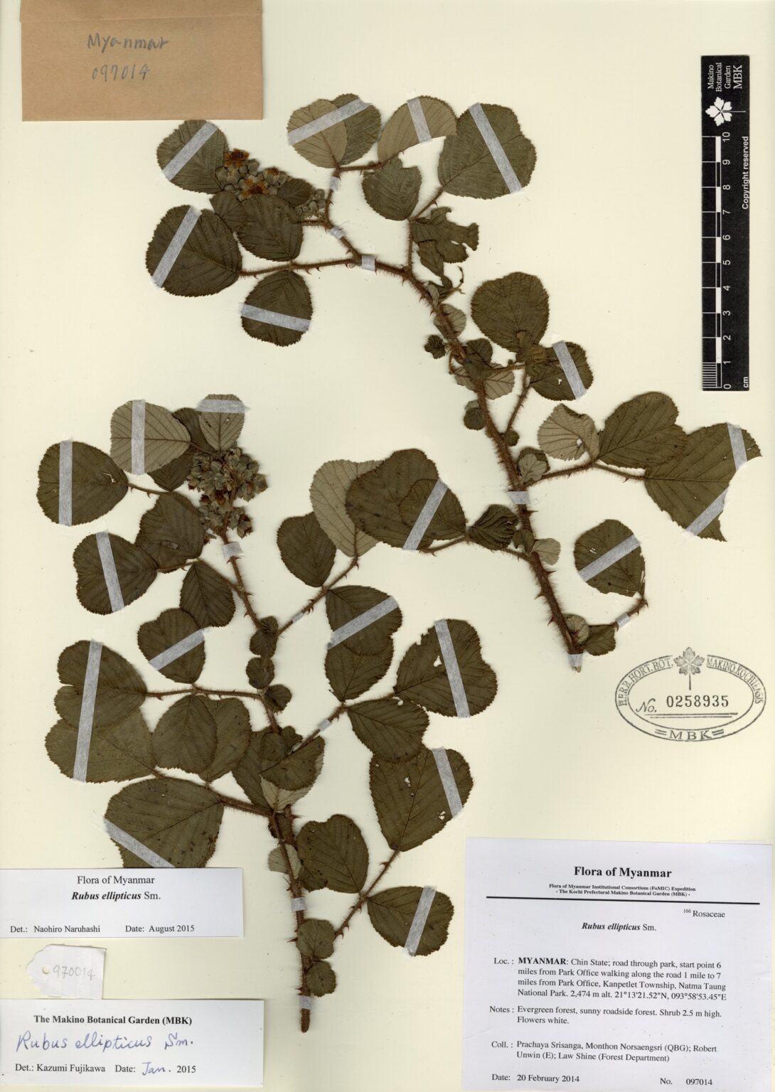 Rubus ellipticus Sm. | Myanmar Vascular Plants Database