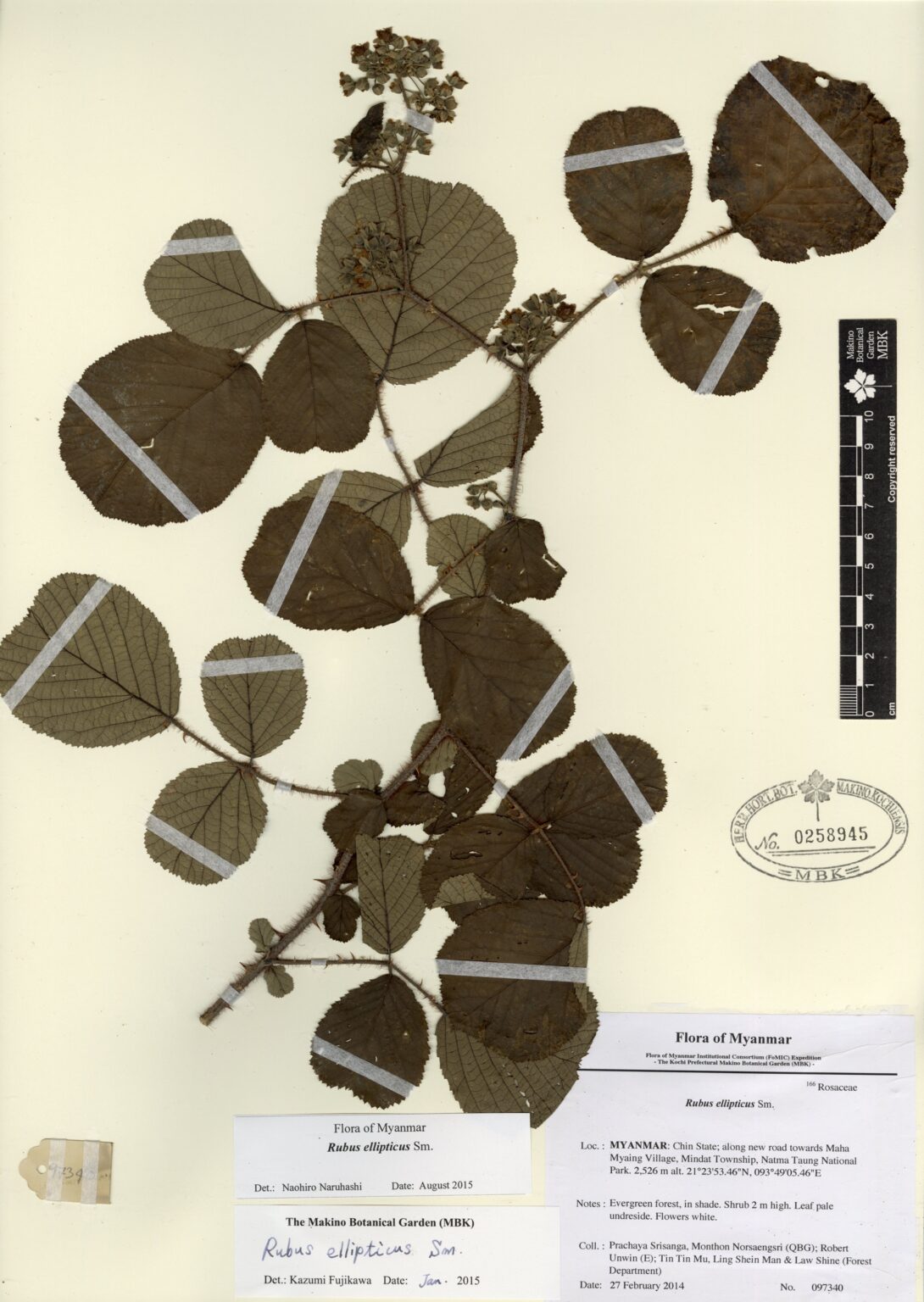 Rubus ellipticus Sm. | Myanmar Vascular Plants Database
