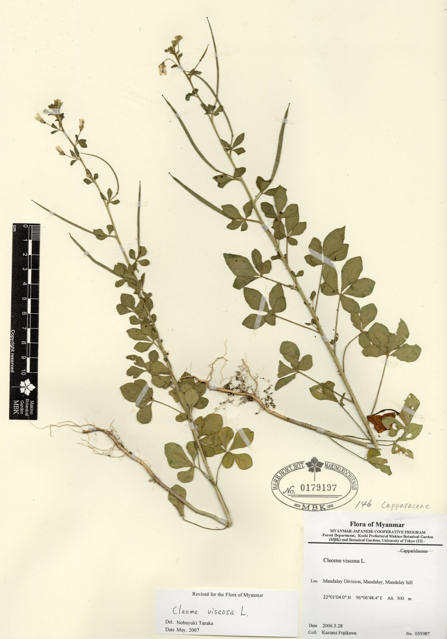 Cleome viscosa L. | Myanmar Vascular Plants Database