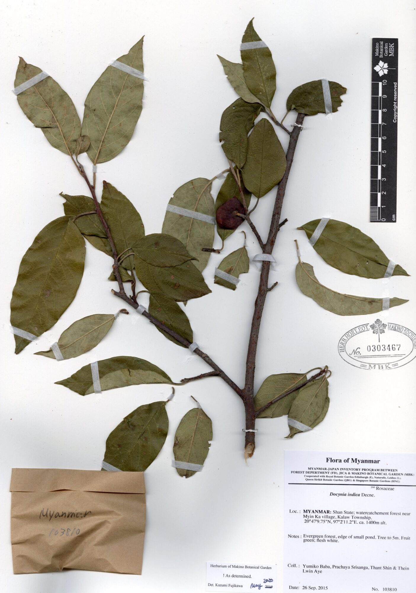 Docynia indica (Wall.) Decne. | Myanmar Vascular Plants Database
