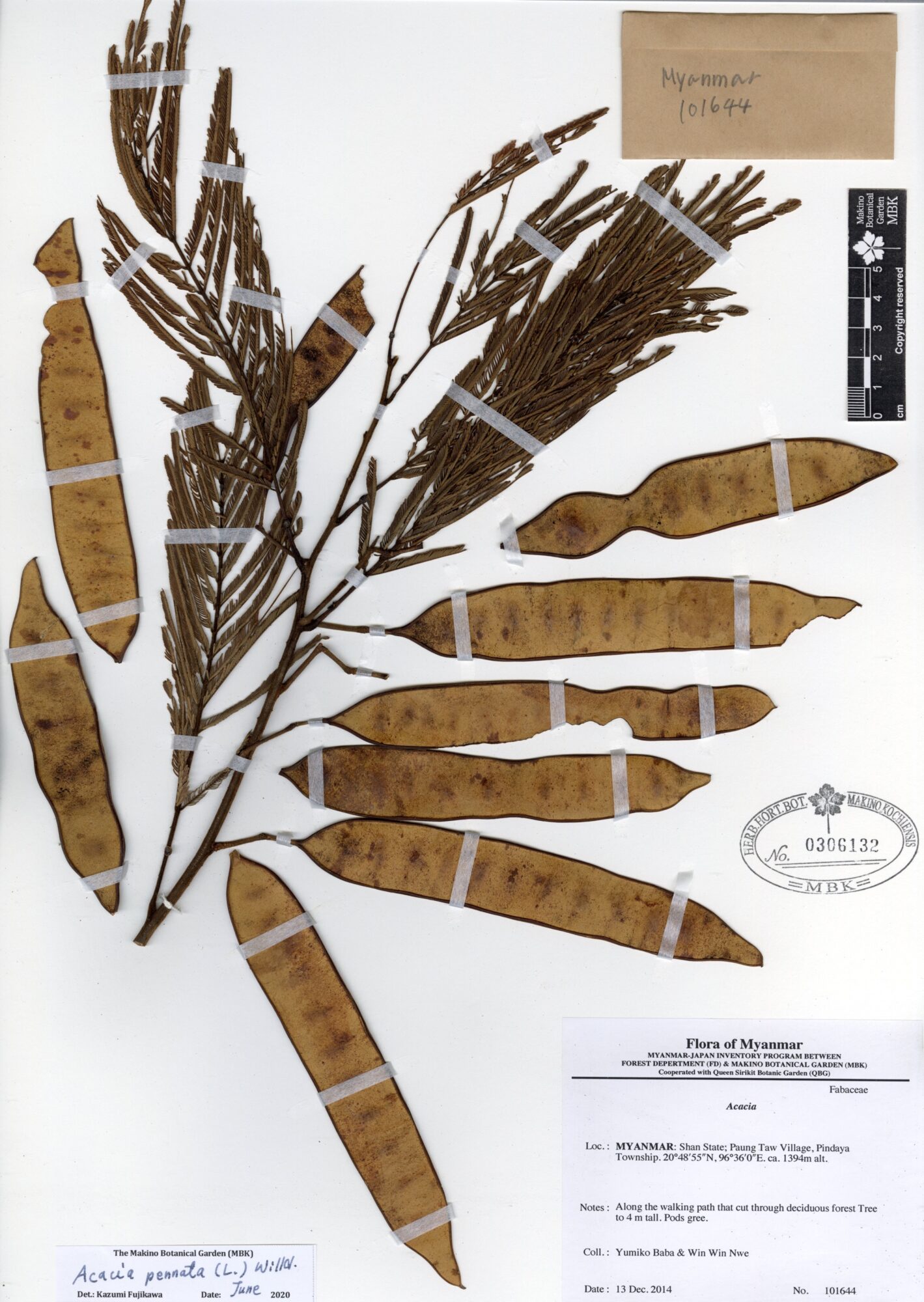 Acacia pennata (L.) Willd. | Myanmar Vascular Plants Database