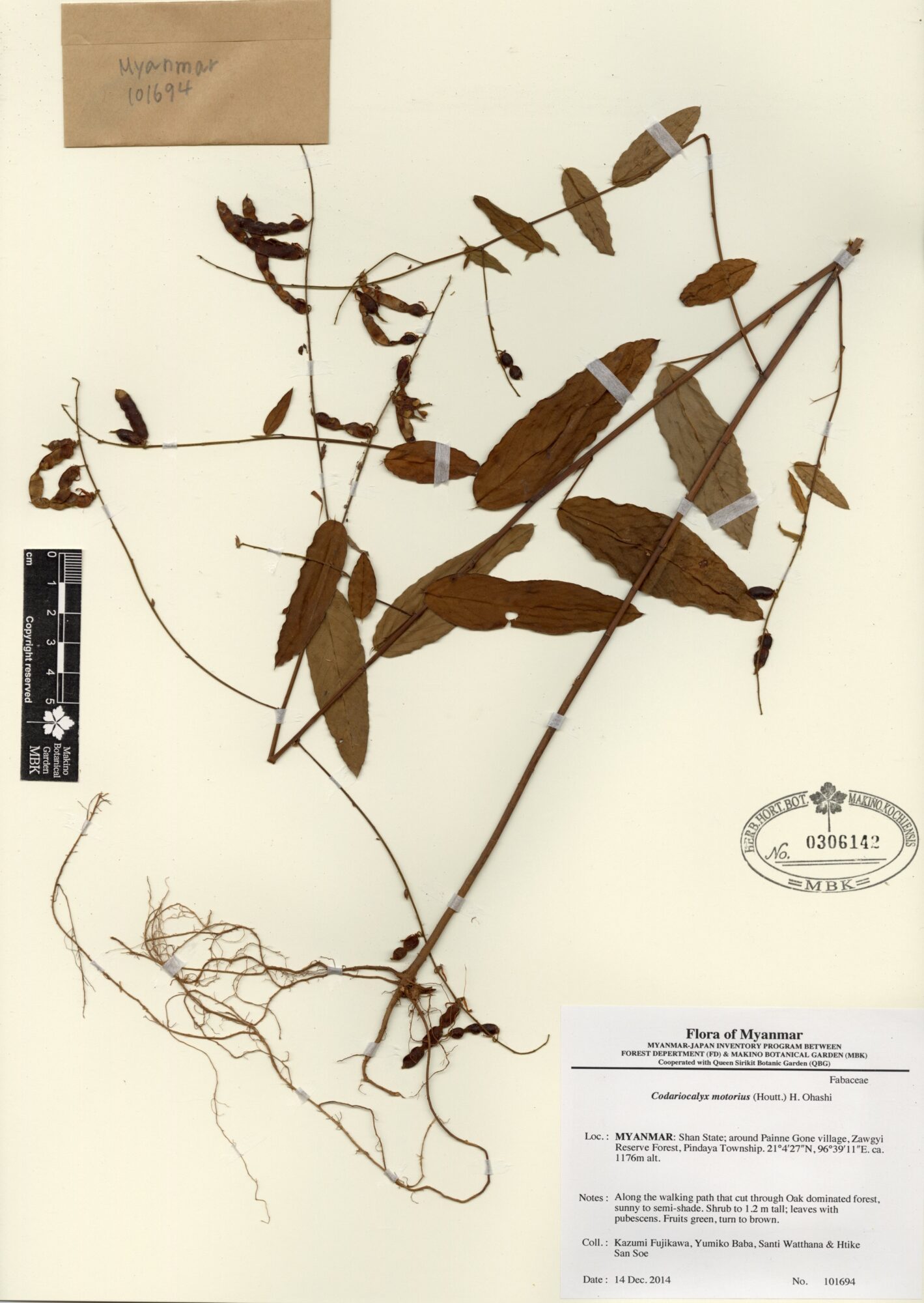 Codariocalyx motorius (Houtt.) H. Ohashi | Myanmar Vascular Plants Database