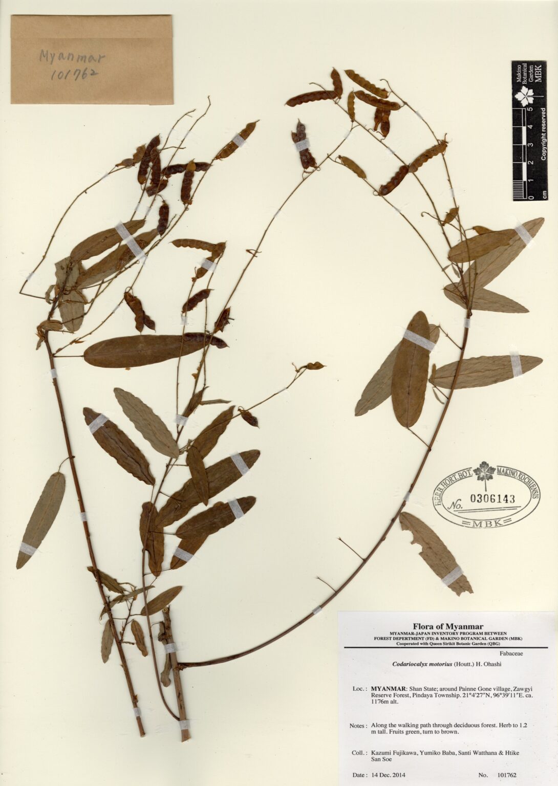 Codariocalyx motorius (Houtt.) H. Ohashi | Myanmar Vascular Plants Database