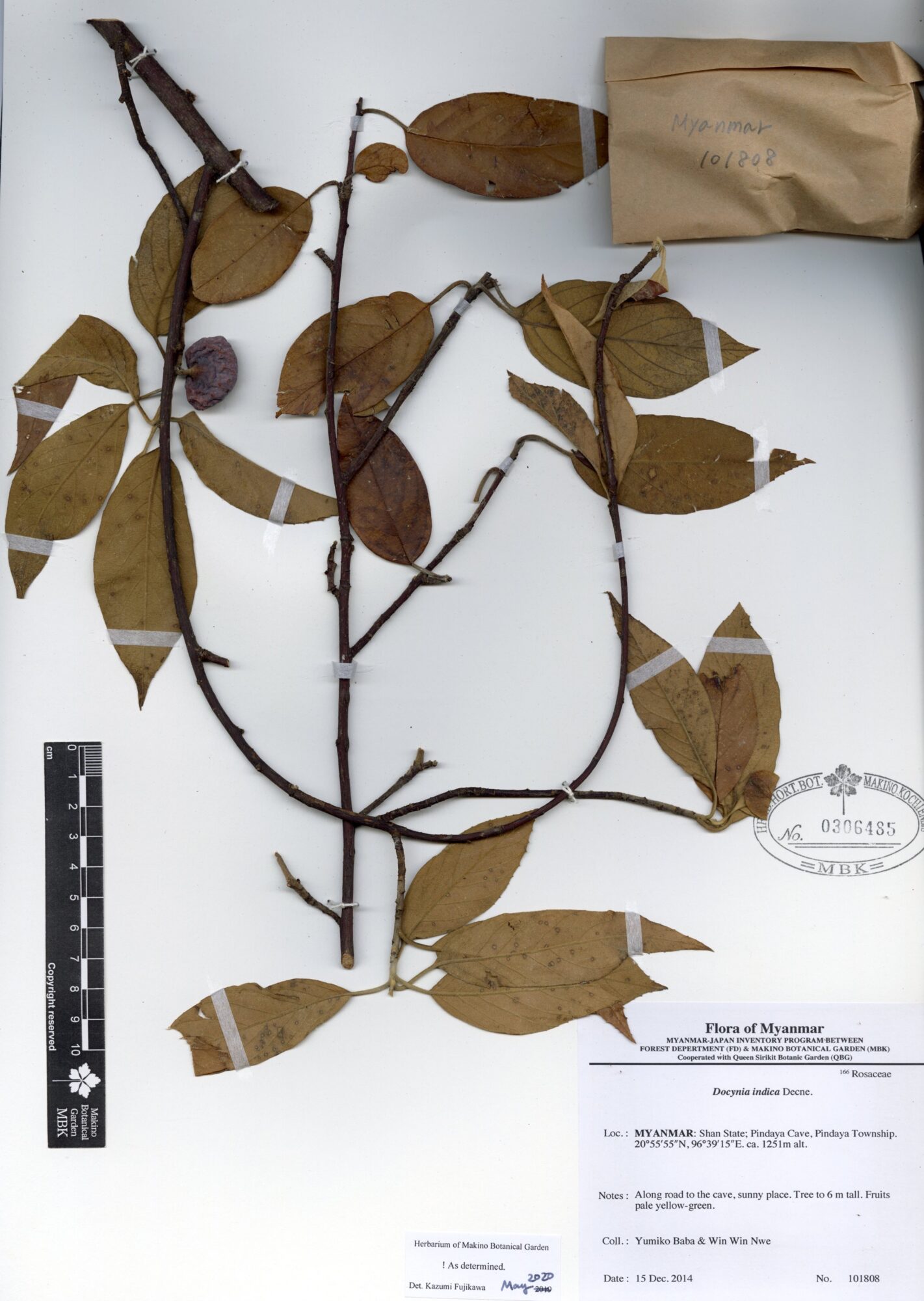 Docynia indica (Wall.) Decne. | Myanmar Vascular Plants Database