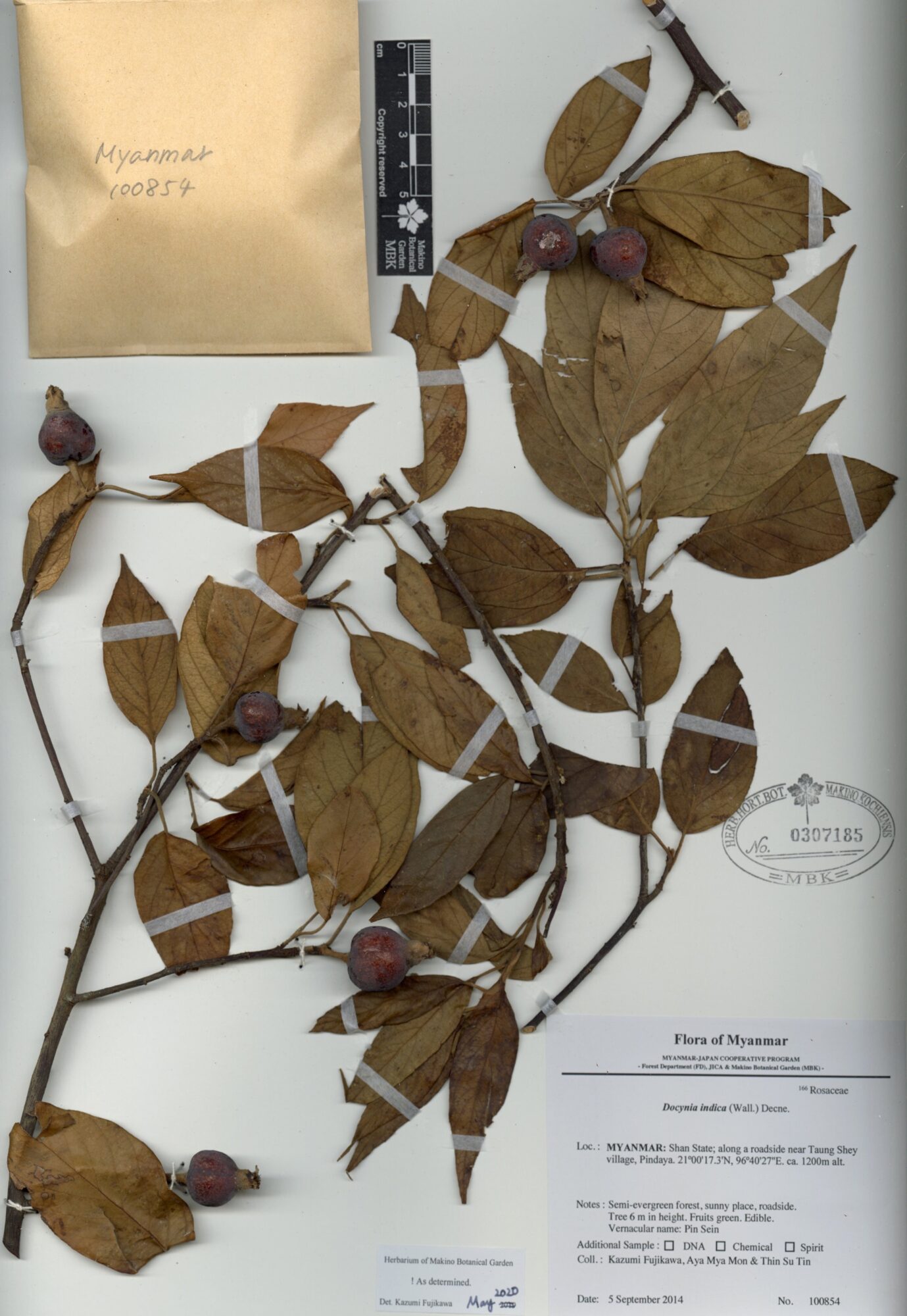 Docynia indica (Wall.) Decne. | Myanmar Vascular Plants Database