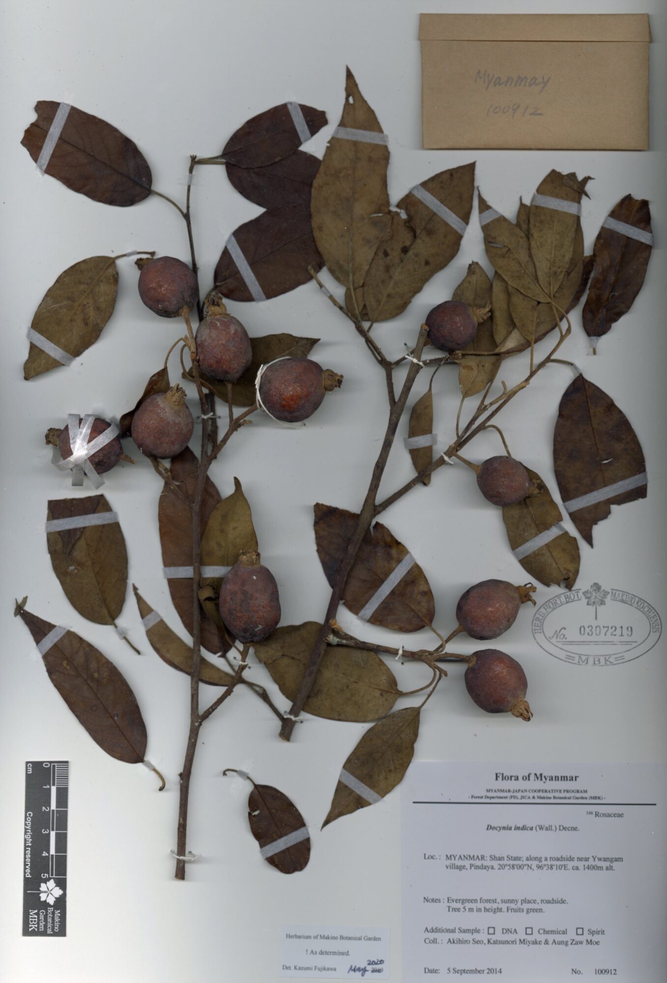 Docynia indica (Wall.) Decne. | Myanmar Vascular Plants Database