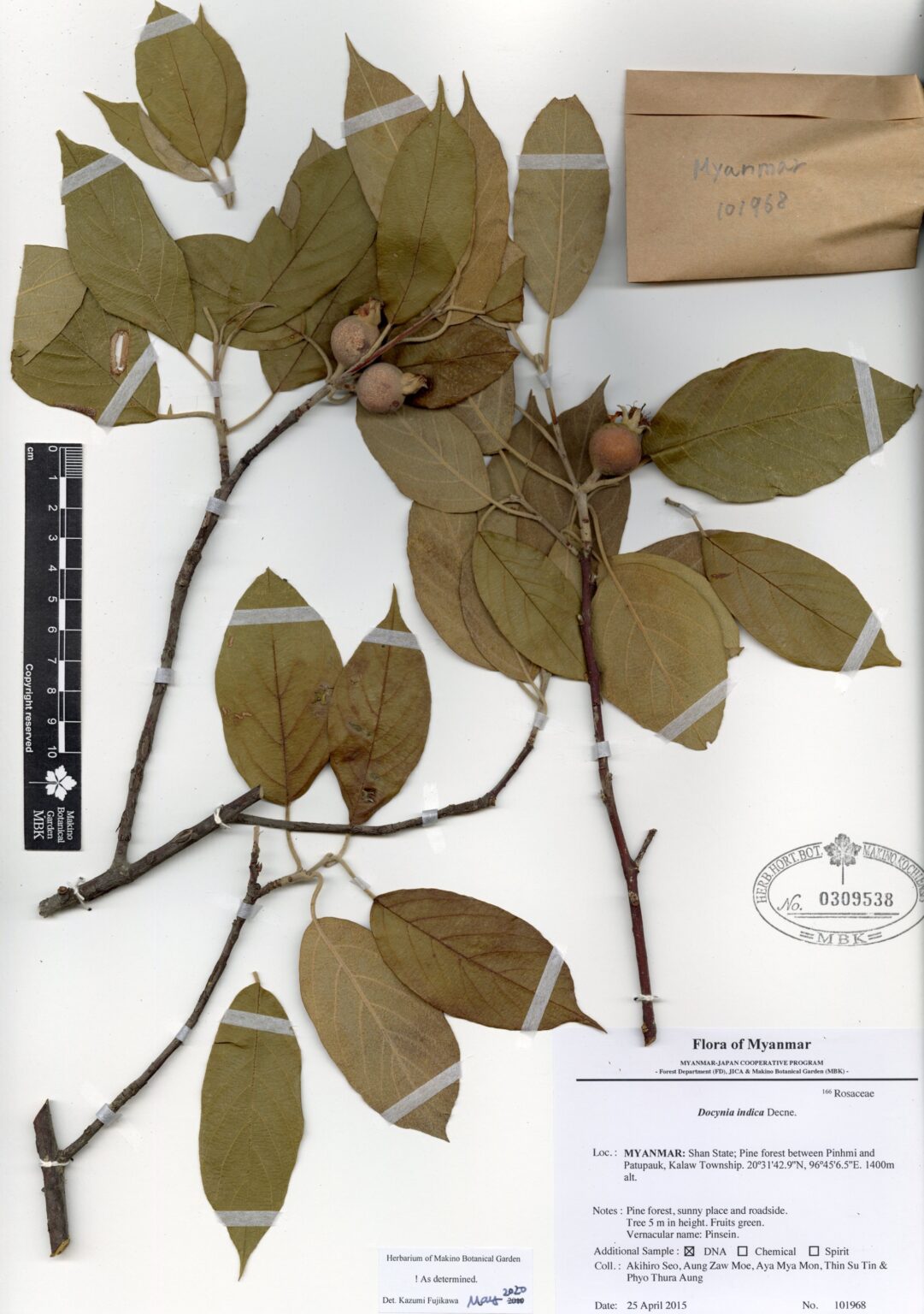 Docynia indica (Wall.) Decne. | Myanmar Vascular Plants Database