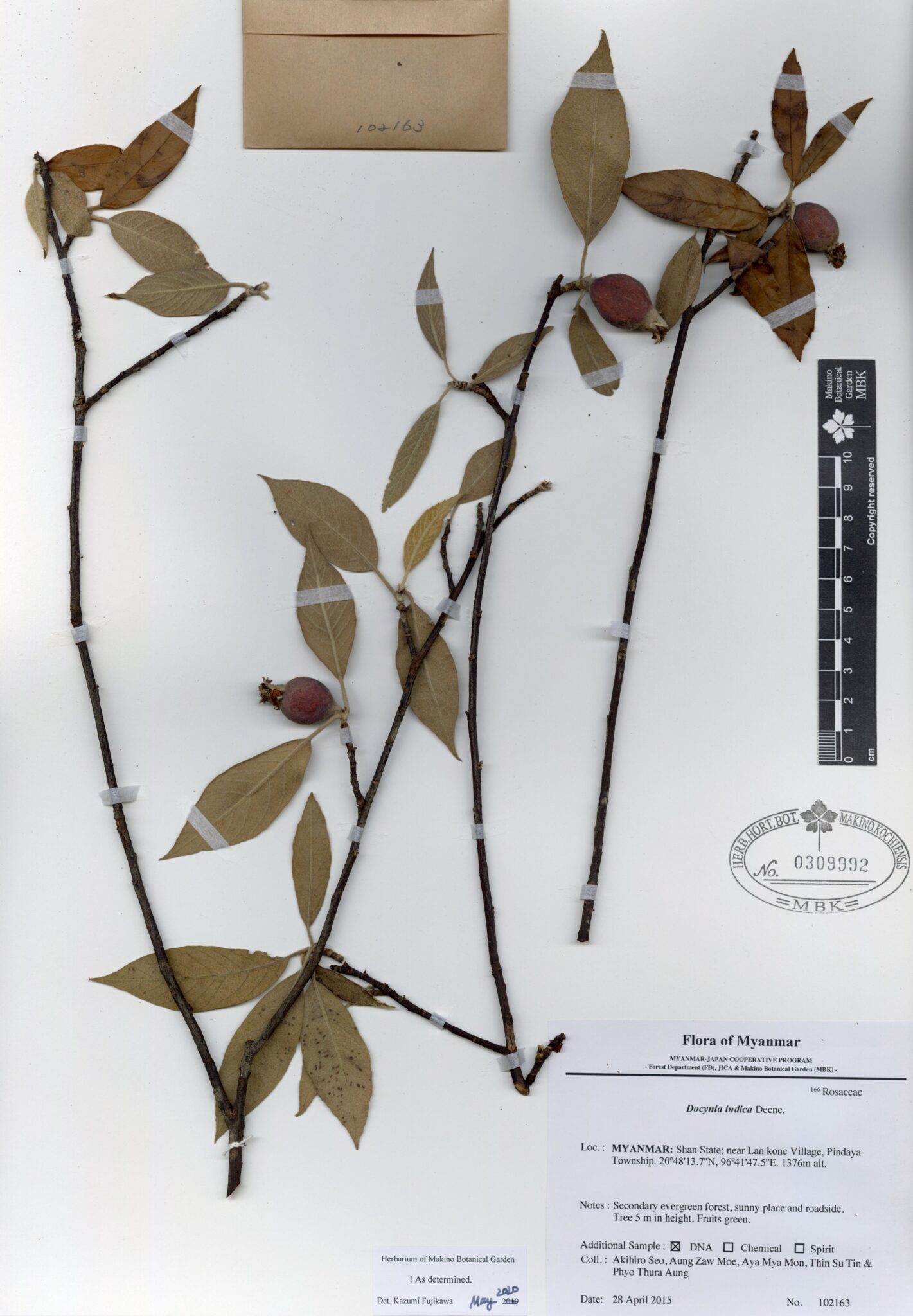 Docynia indica (Wall.) Decne. | Myanmar Vascular Plants Database