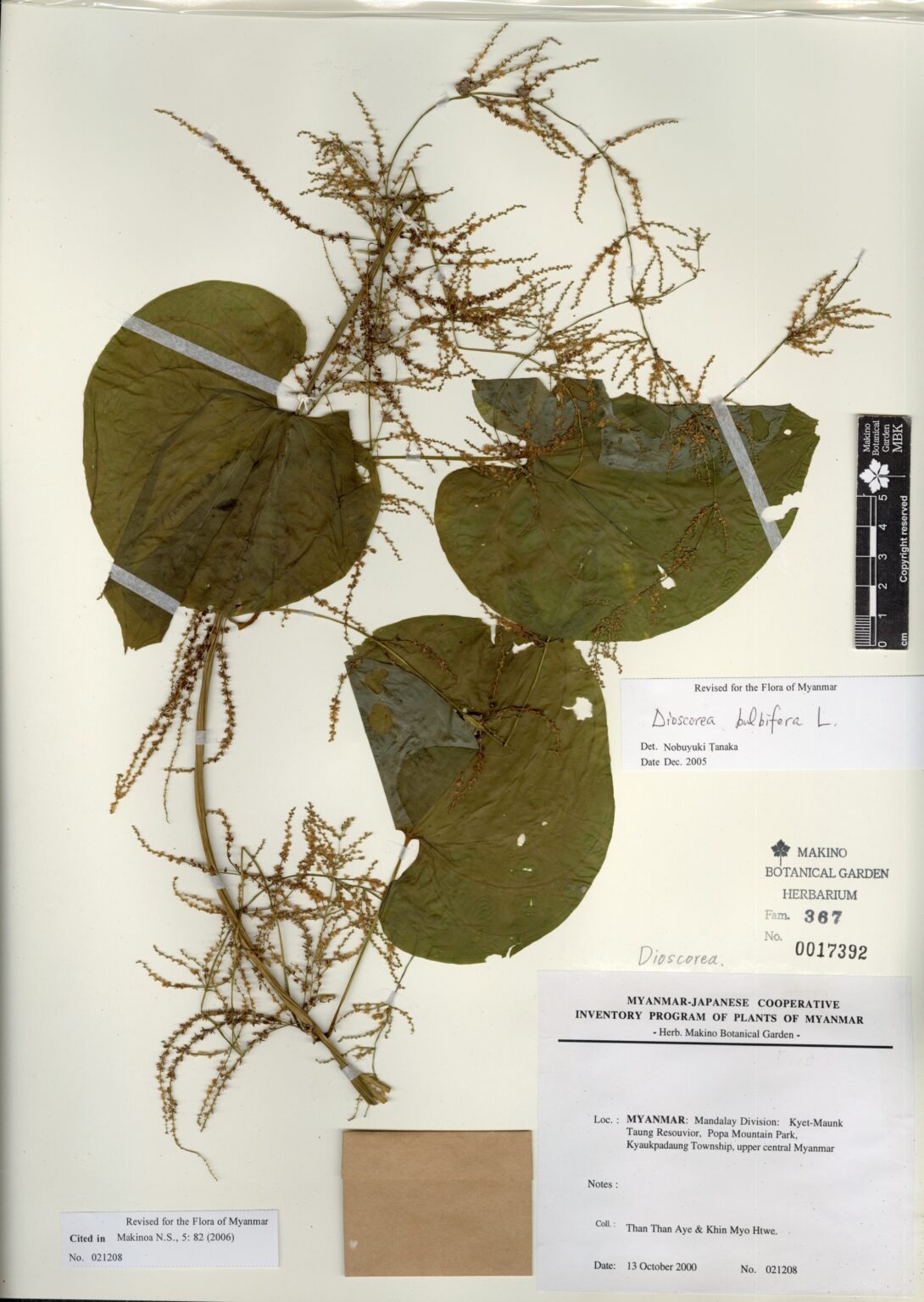 Dioscorea bulbifera L. | Myanmar Vascular Plants Database