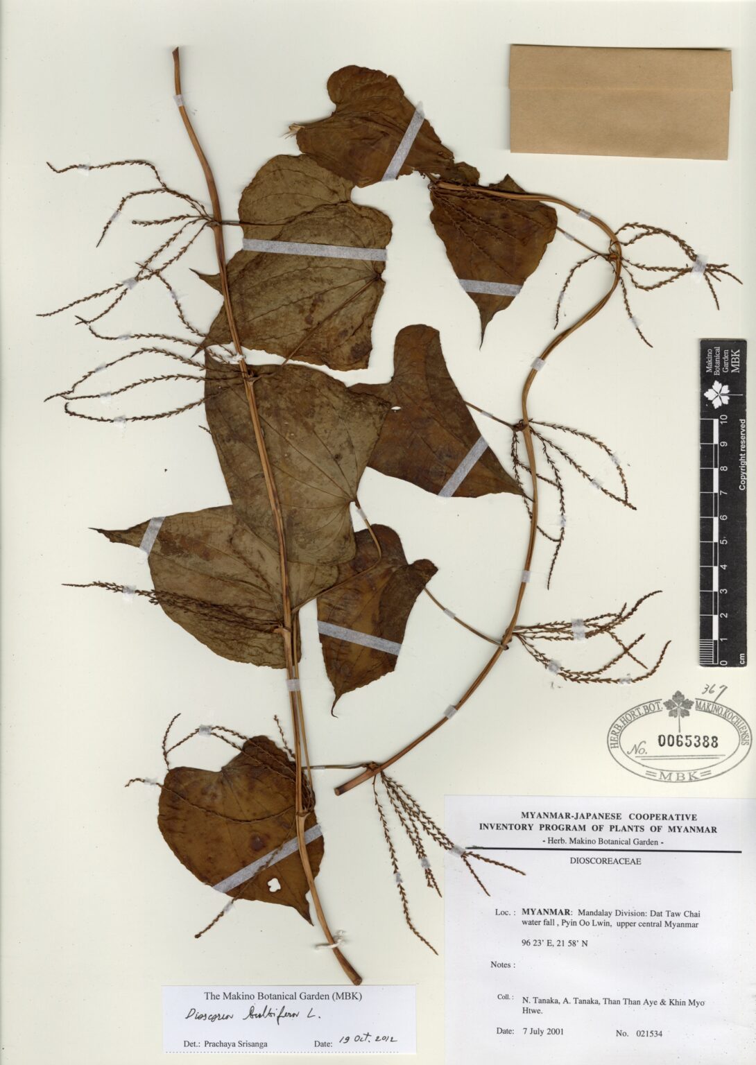 Dioscorea bulbifera L. | Myanmar Vascular Plants Database