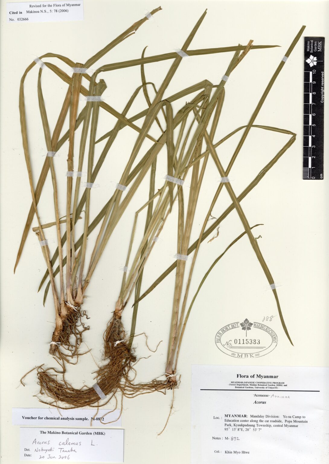 Acorus calamus L. | Myanmar Vascular Plants Database