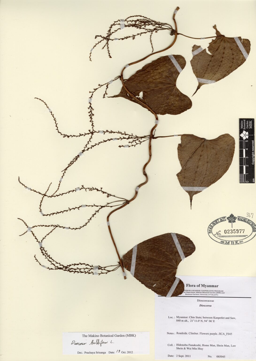Dioscorea bulbifera L. | Myanmar Vascular Plants Database