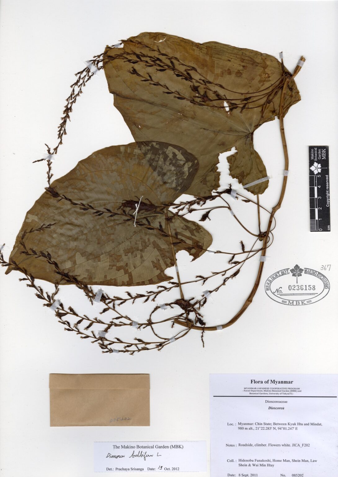 Dioscorea bulbifera L. | Myanmar Vascular Plants Database