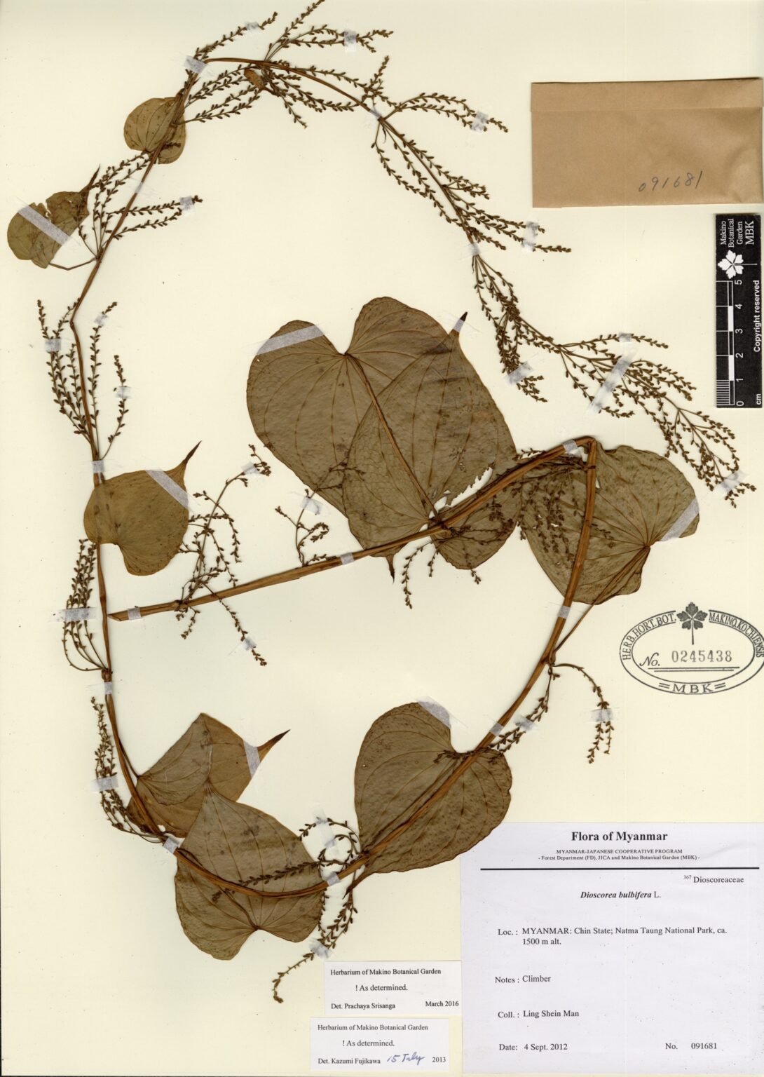 Dioscorea bulbifera L. | Myanmar Vascular Plants Database