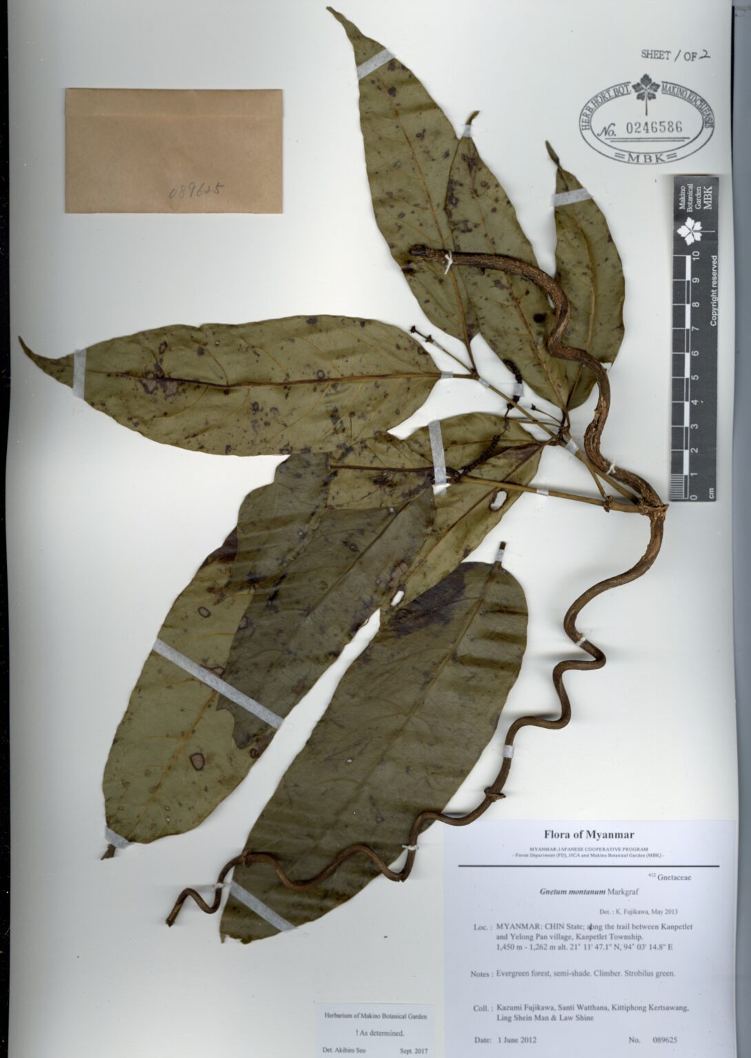 Gnetum montanum Markgraf | Myanmar Vascular Plants Database